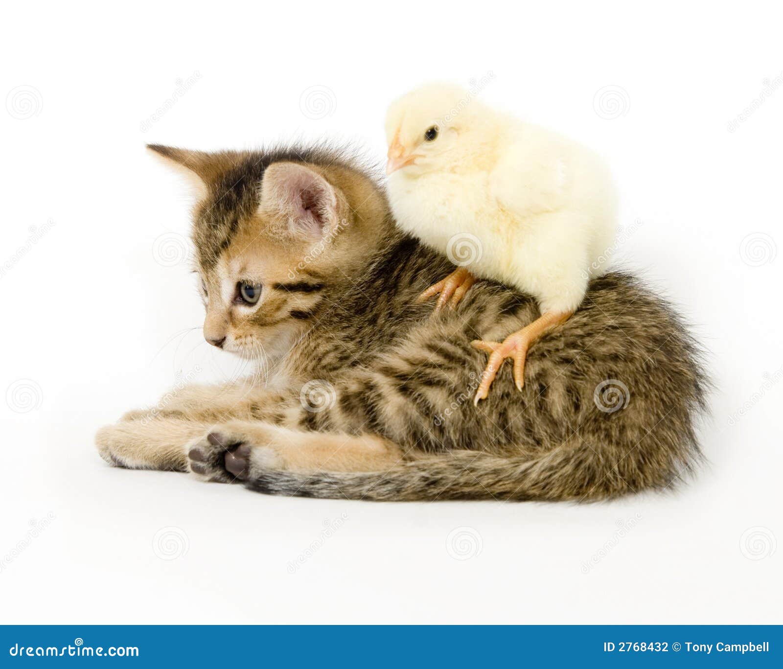 Kitten And Baby Chick Stock Photography - Image: 2768432