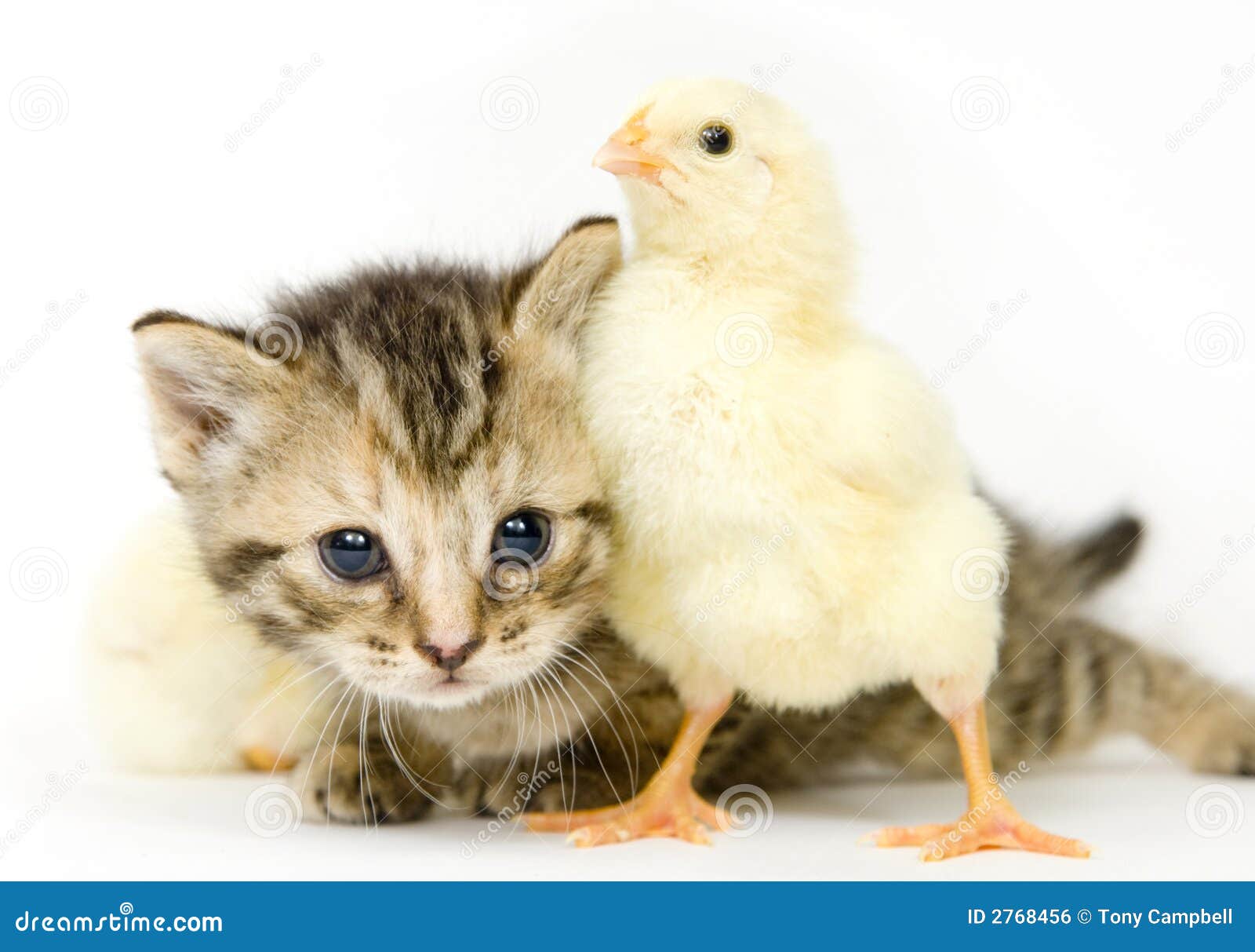 Kitten and baby chick stock photo. Image of cuddly, meat - 2768456