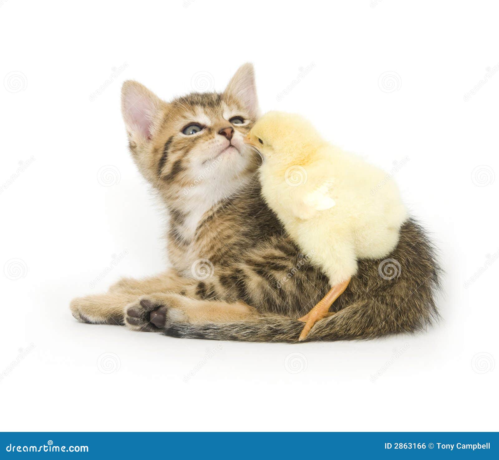 Kitten and baby chick stock photo. Image of friend, calico - 2863166