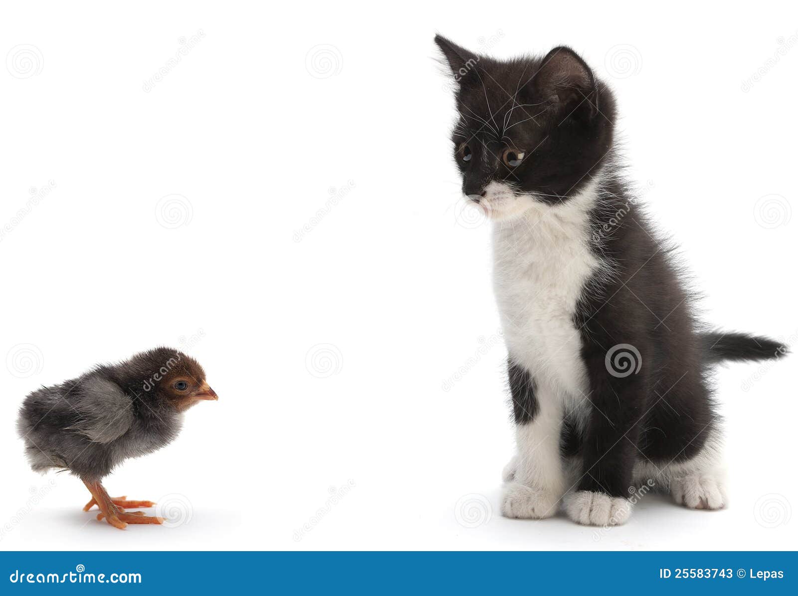Kitten and baby chicken stock image. Image of chicken - 25583743