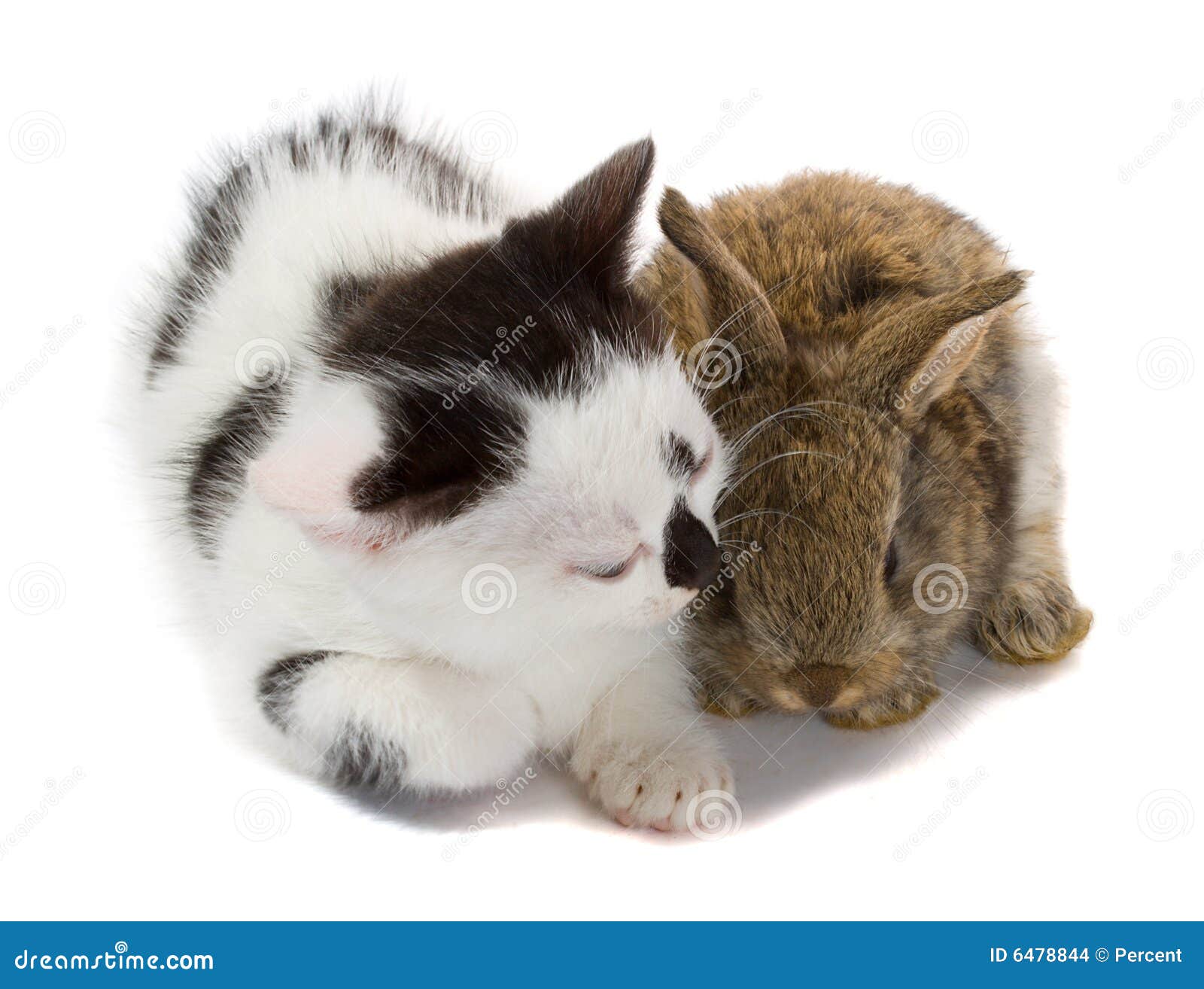 Kitten and baby rabbit stock photo. Image of backgrounds - 6478844