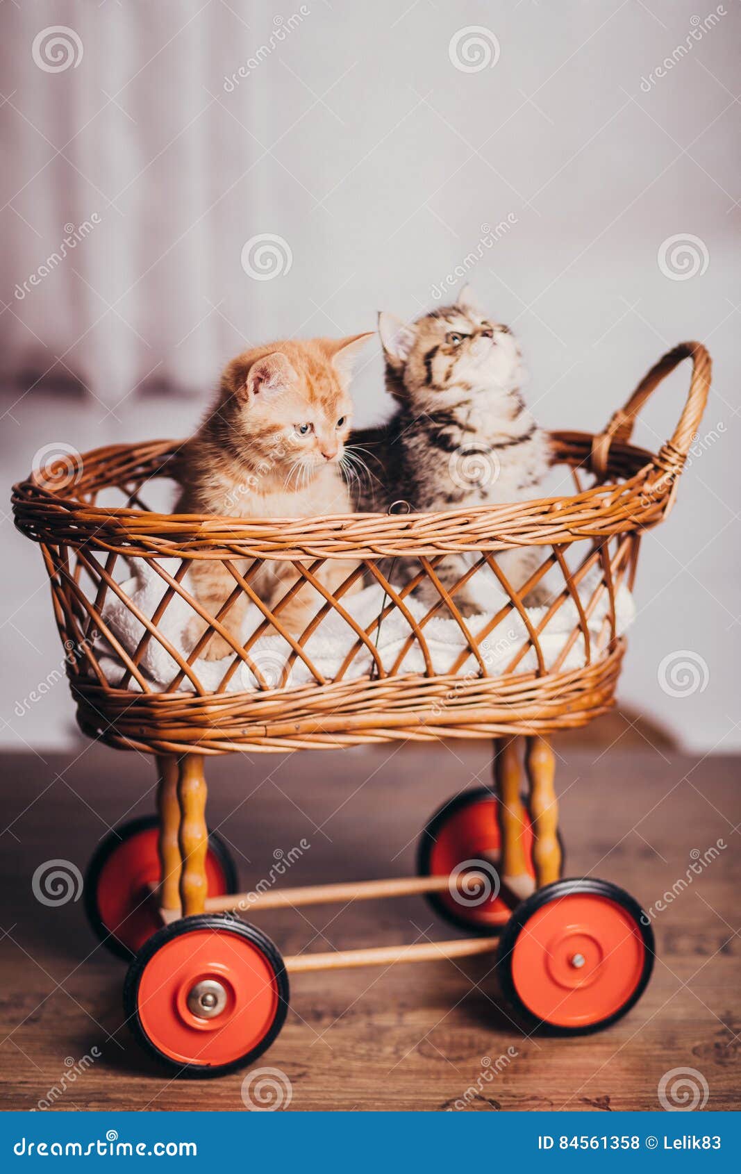 Kitten babys cat animal stock photo. Image of tabby, happy - 84561358