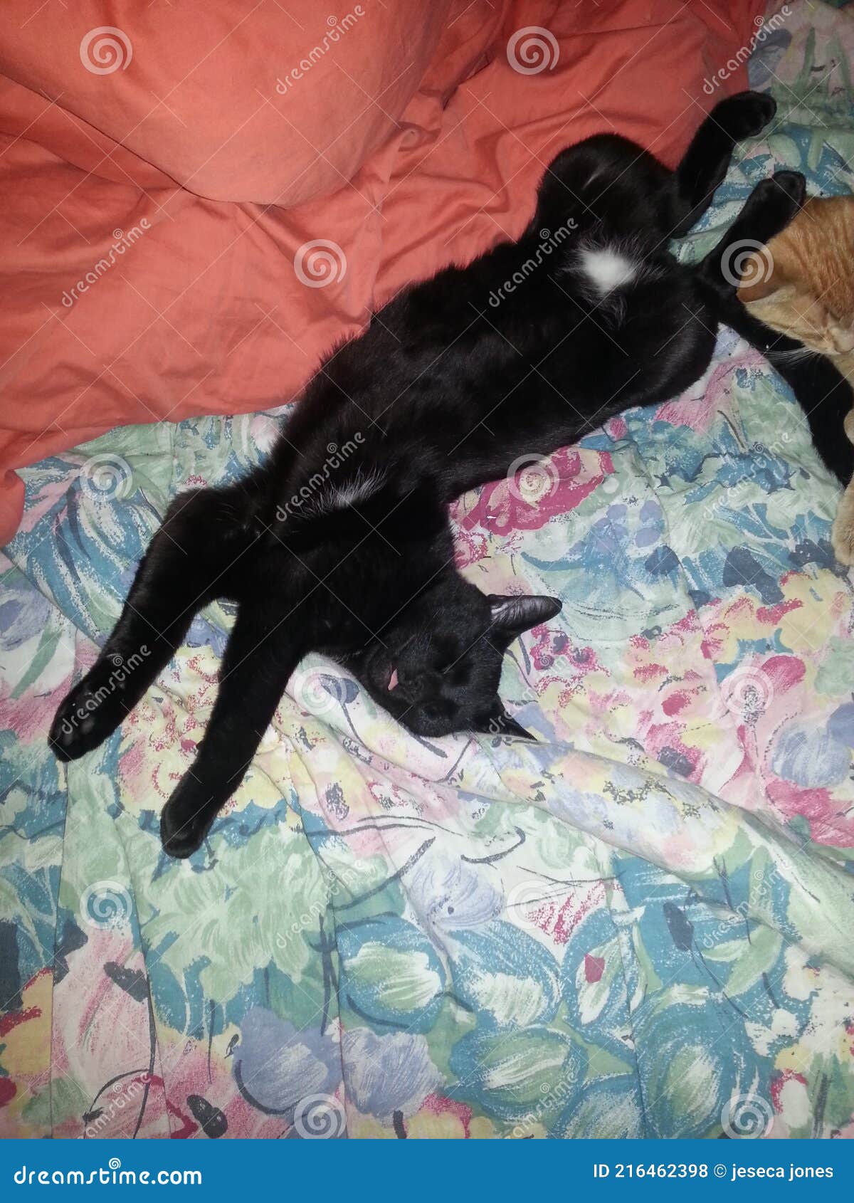 Kitten on Back with Toung Out on Bed Stock Photo - Image of toung, back ...