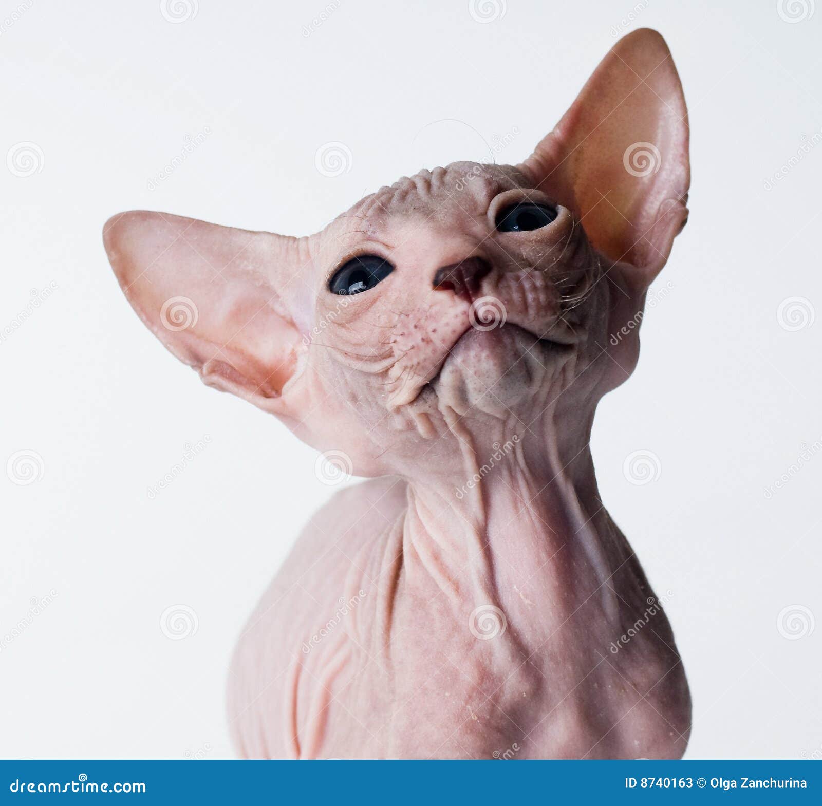 Kitten bald close up stock image. Image of hairless, bizarre - 8740163