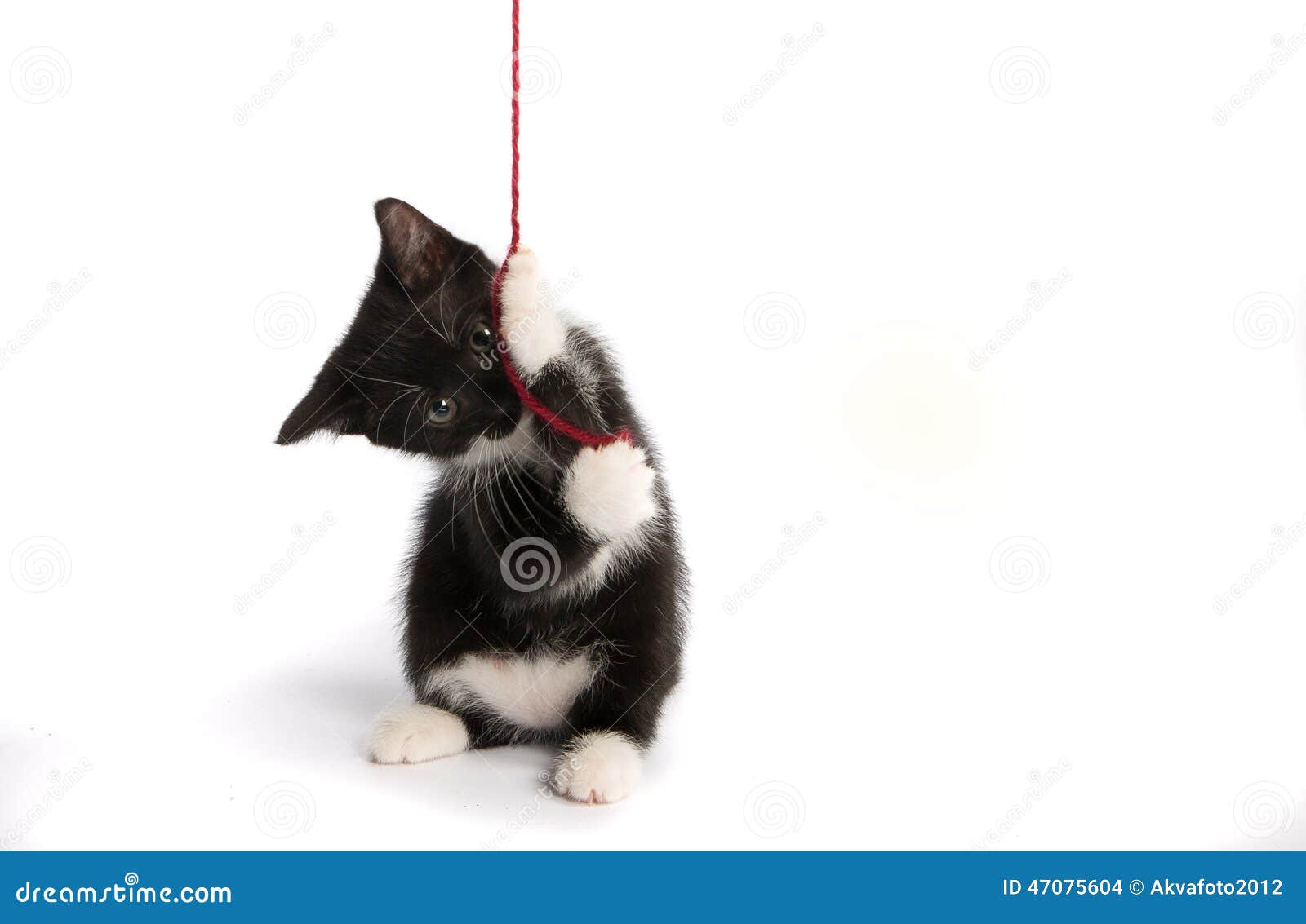 Kitten with a ball of wool stock photo. Image of lying - 47075604