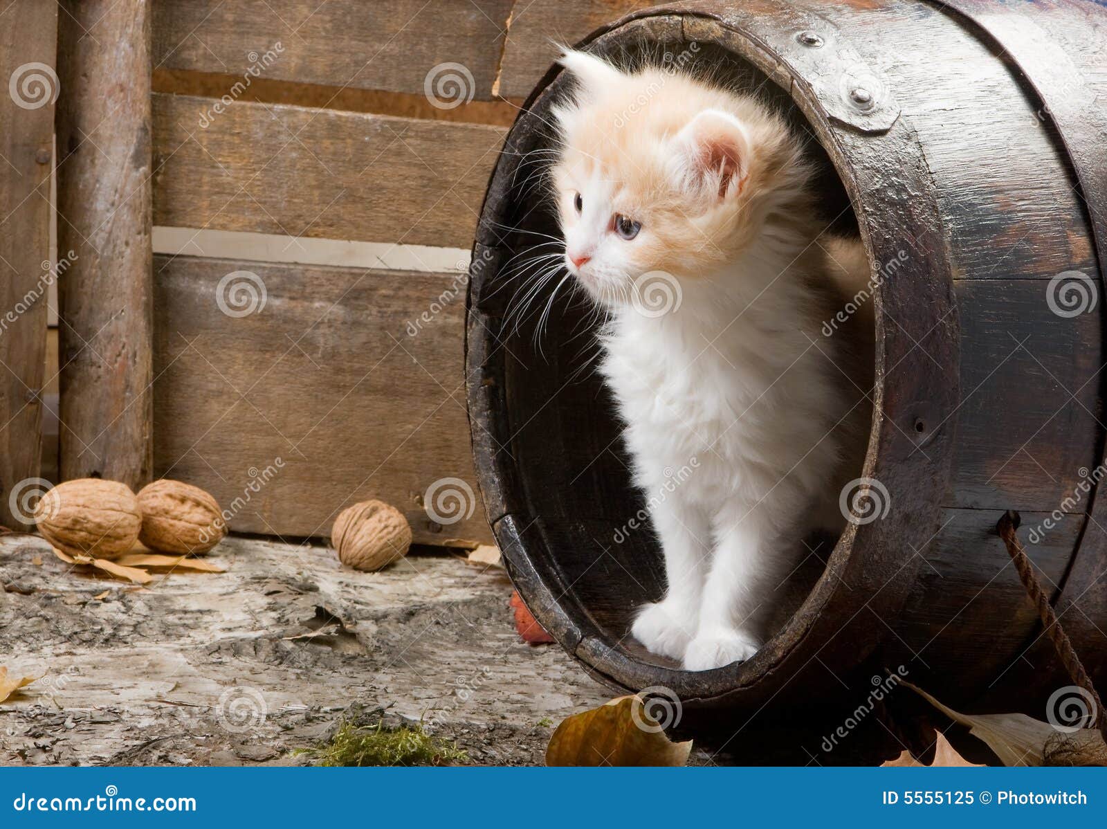 Kitten in a barrel stock image. Image of curious, lovely - 5555125
