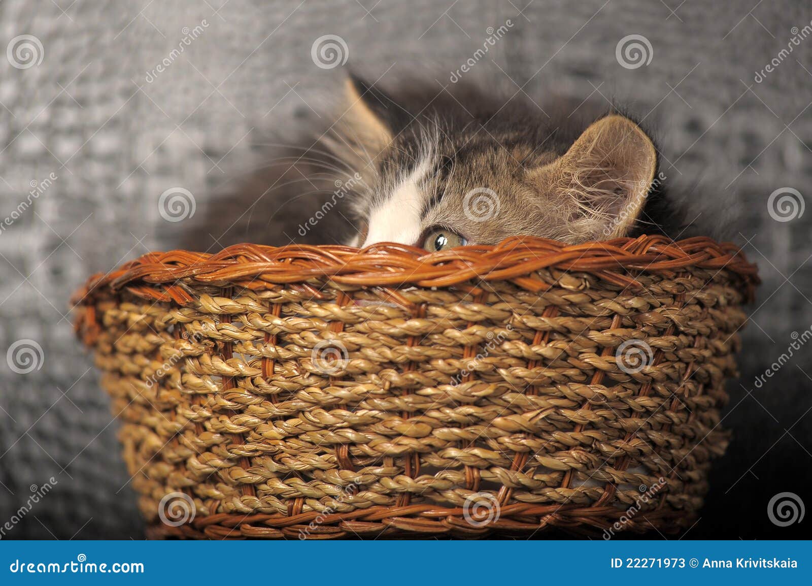 Kitten in a basket stock image. Image of eyes, domestic - 22271973