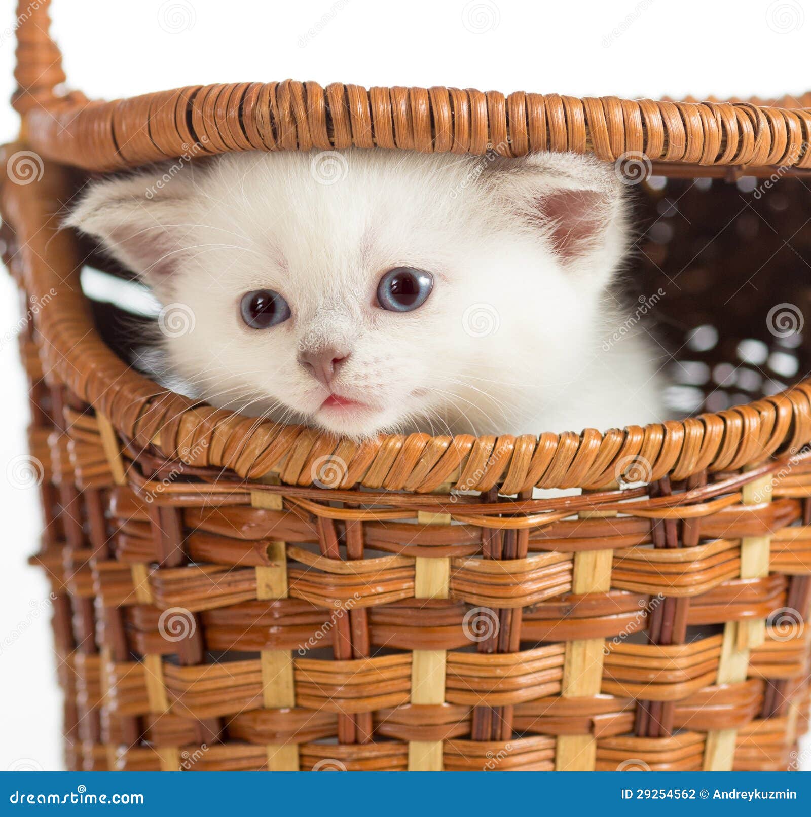 Kitten in basket stock photo. Image of beautiful, picnic - 29254562