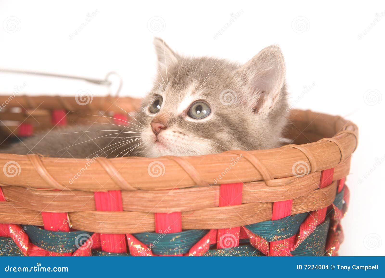 Kitten in a basket stock photo. Image of white, companion - 7224004