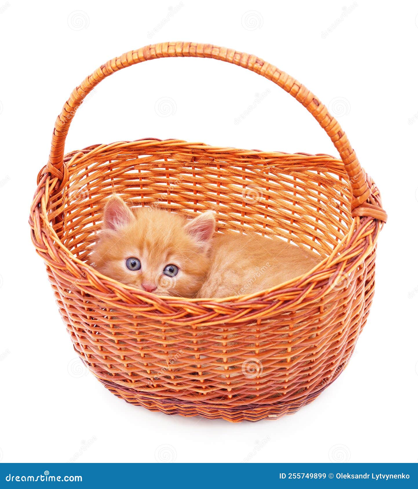 Kitten in a basket stock image. Image of little, tabby - 255749899