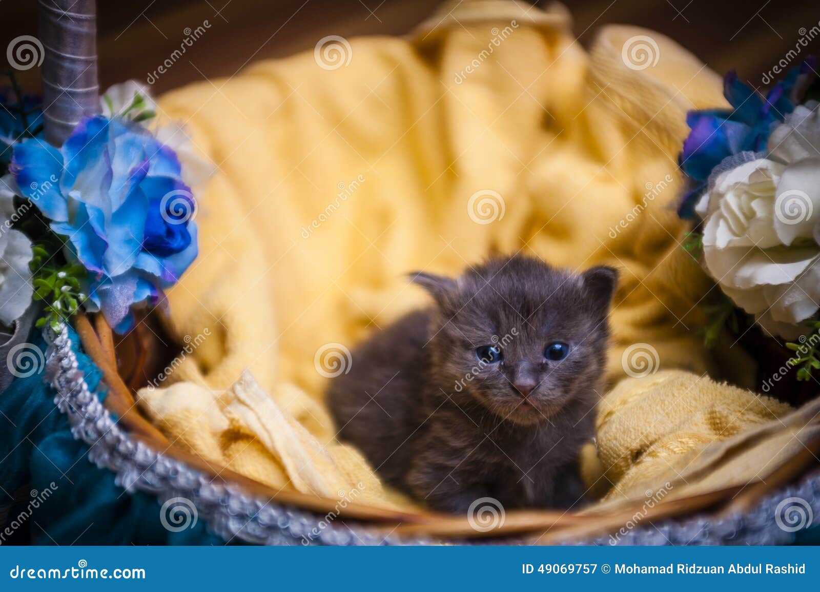 Kitten in basket stock image. Image of whiskas, kitten - 49069757