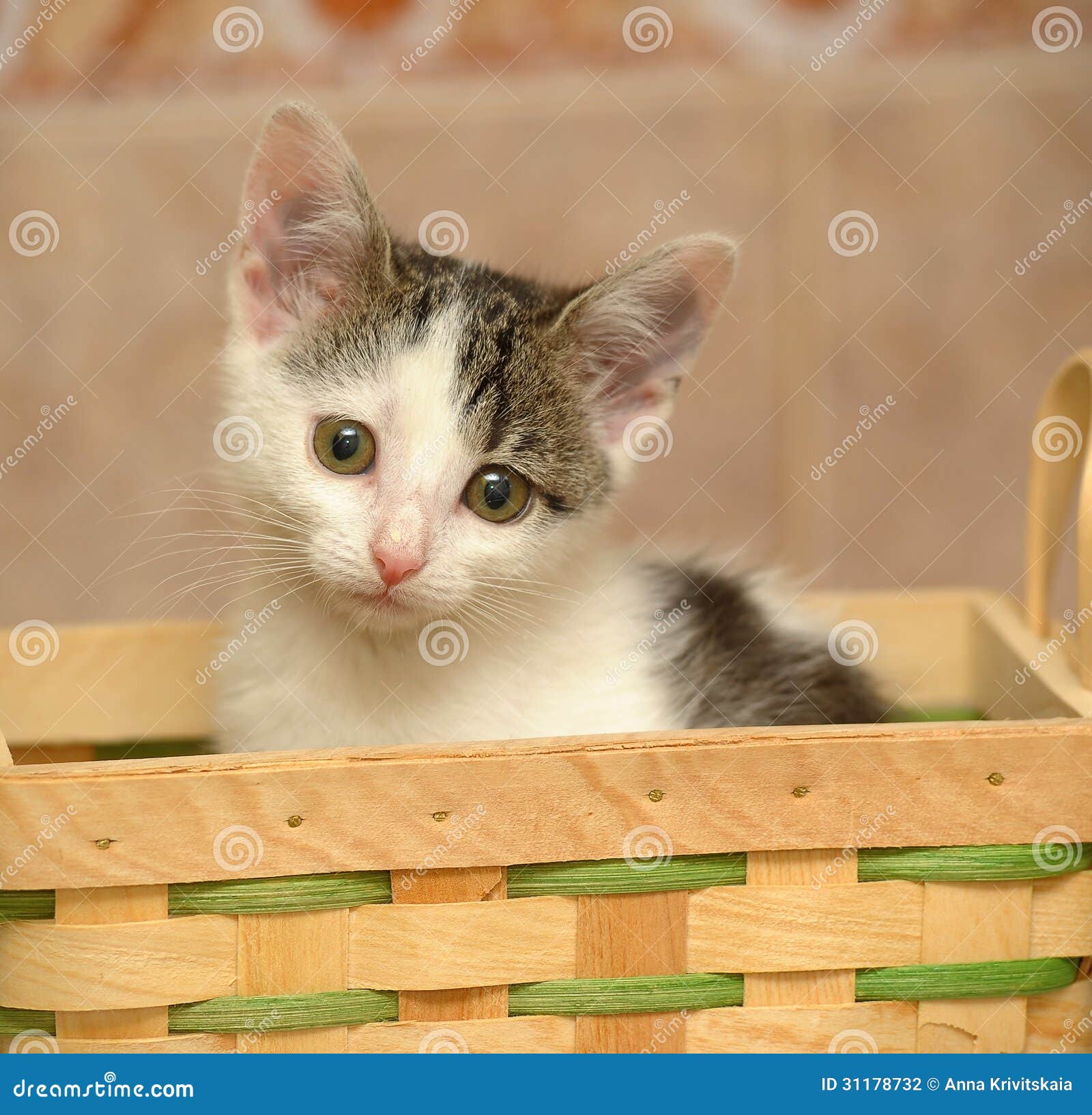 Kitten in a basket stock photo. Image of cats, feline - 31178732