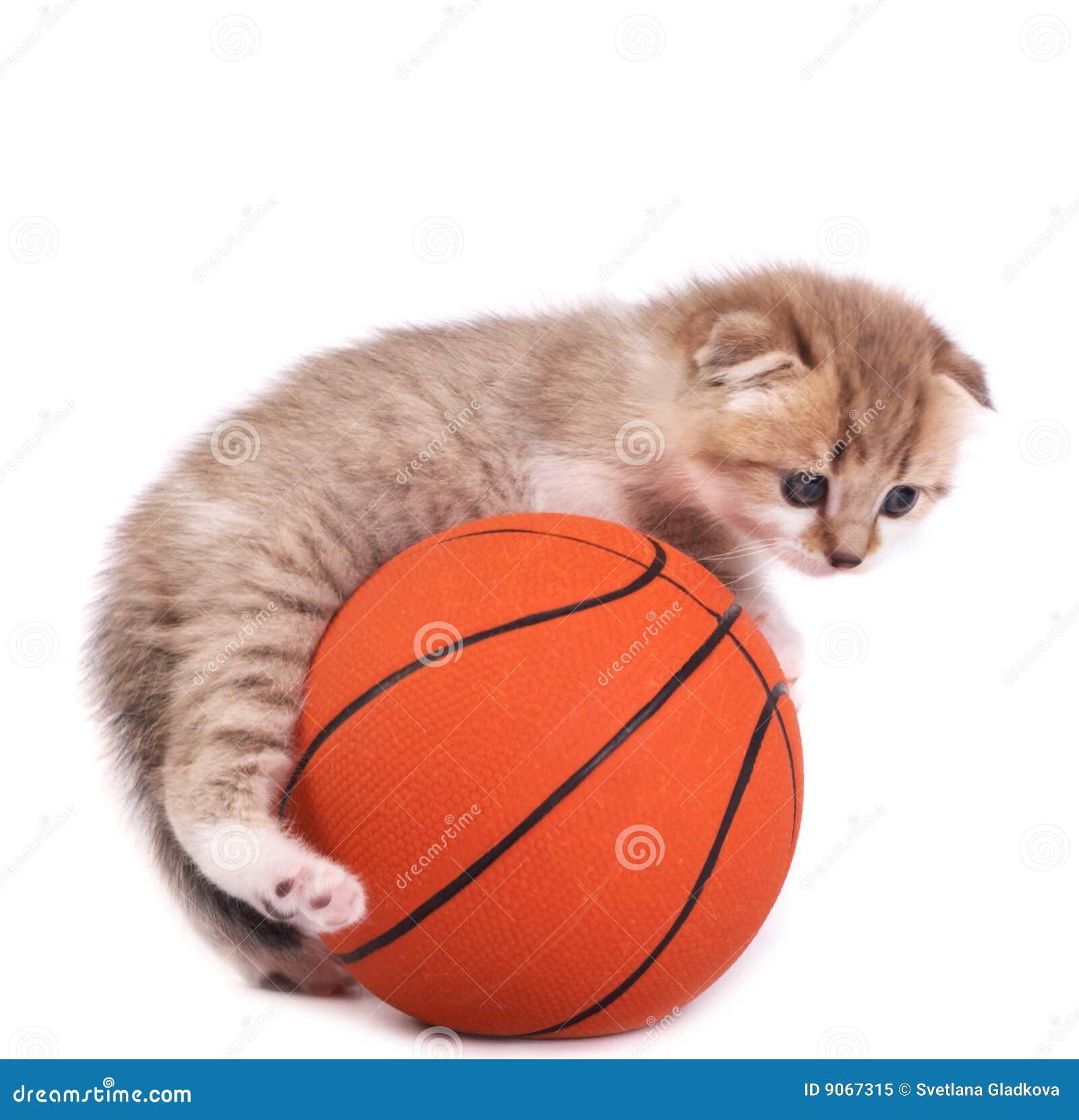 Kitten and a Basketball Ball Stock Image - Image of fold, pupil: 9067315