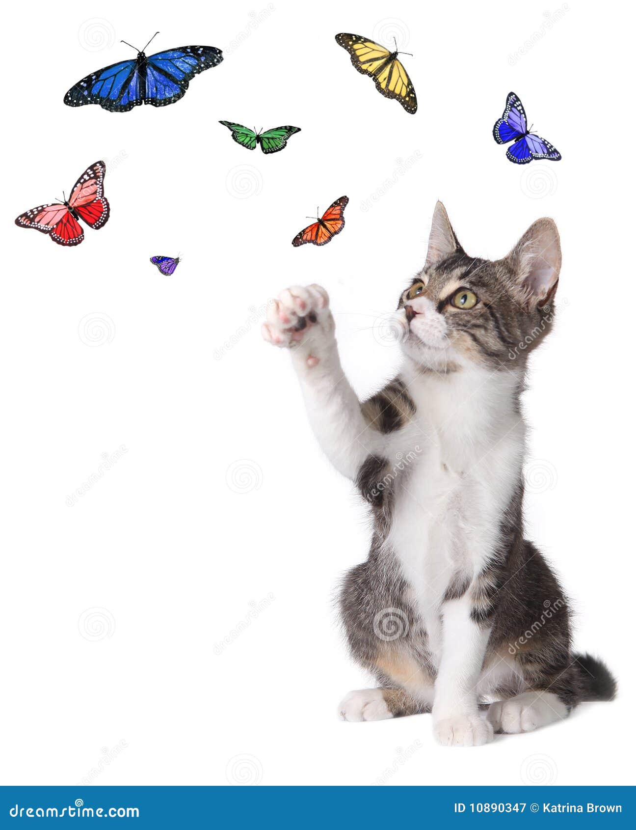 Kitten Batting at Butterflies Stock Image - Image of insects, playful ...