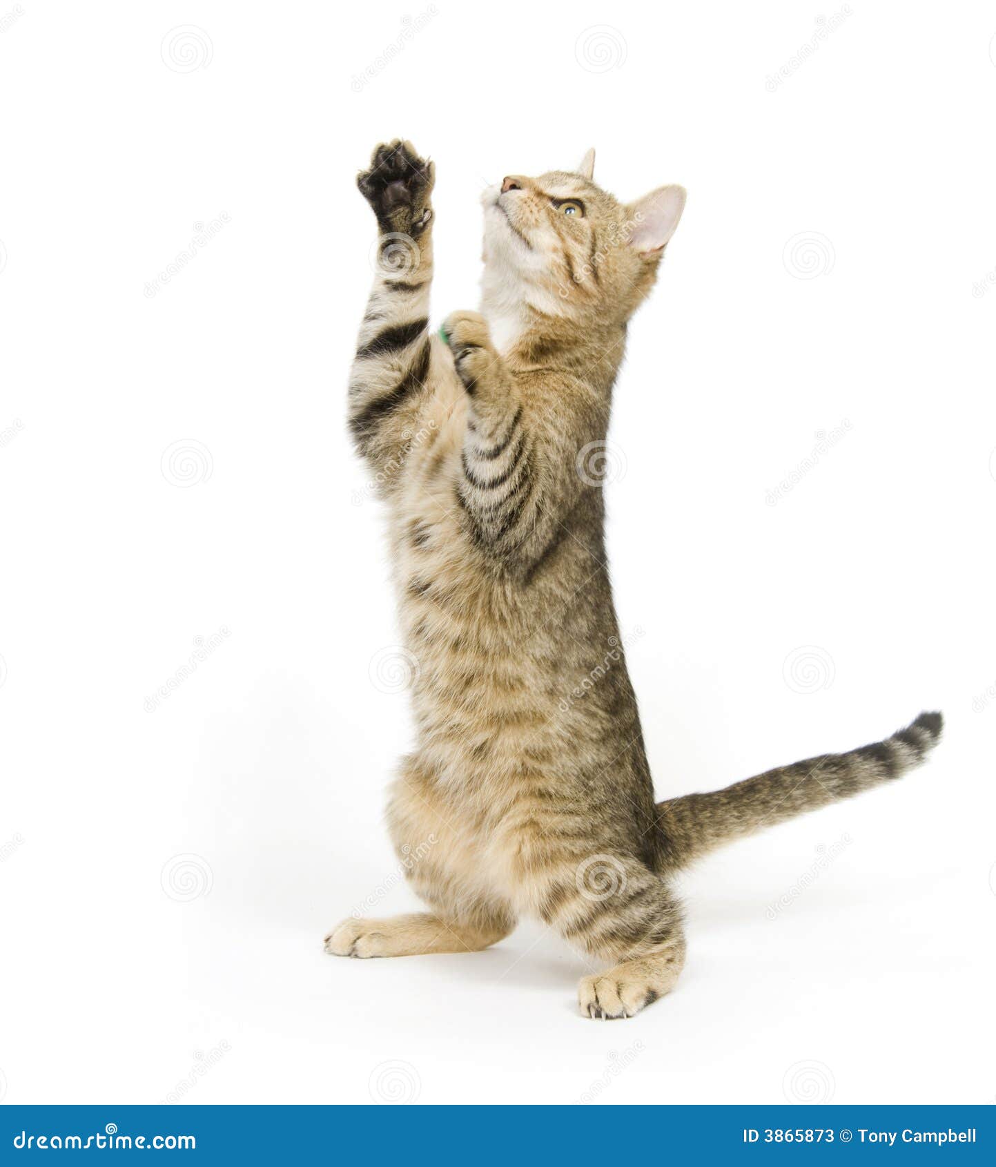 Kitten begging for treat stock image. Image of kitten - 3865873