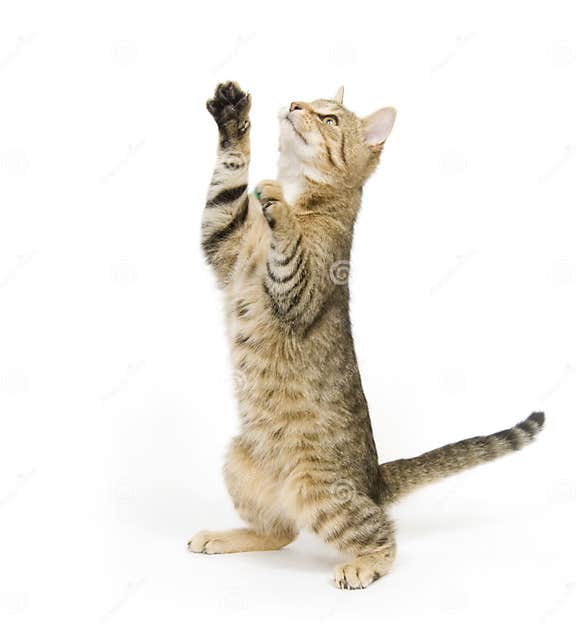 Kitten begging for treat stock image. Image of kitten - 3865873