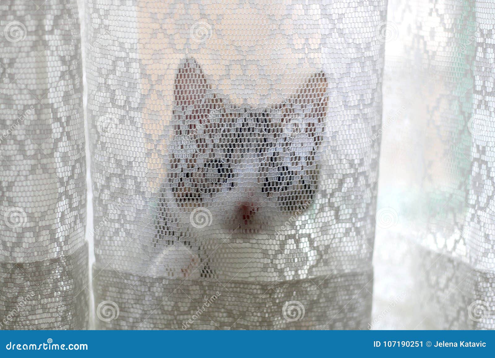 Kitten Behind the Curtains stock image. Image of kitty - 107190251