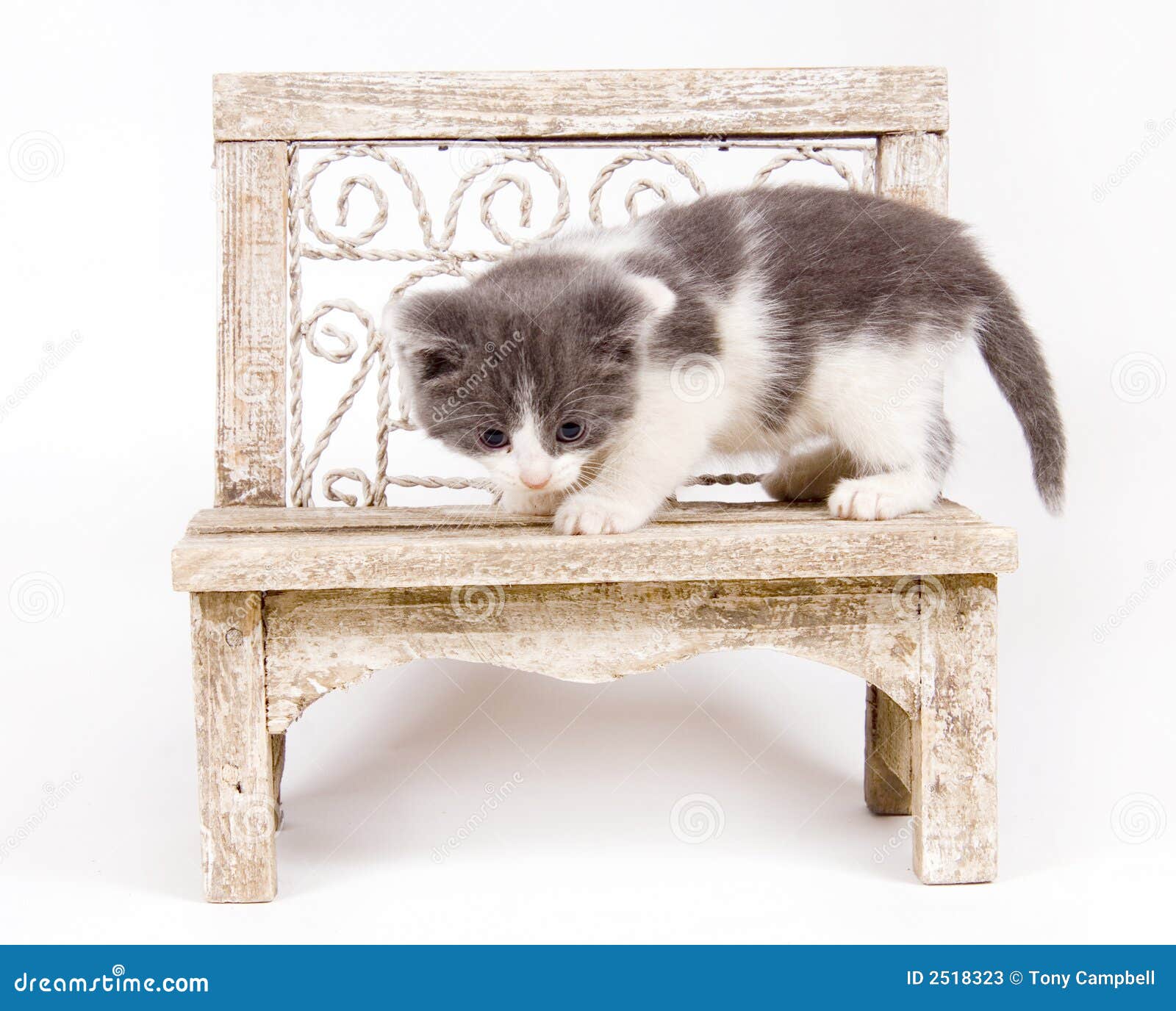 Kitten on a bench stock image. Image of chair, paws, seat - 2518323