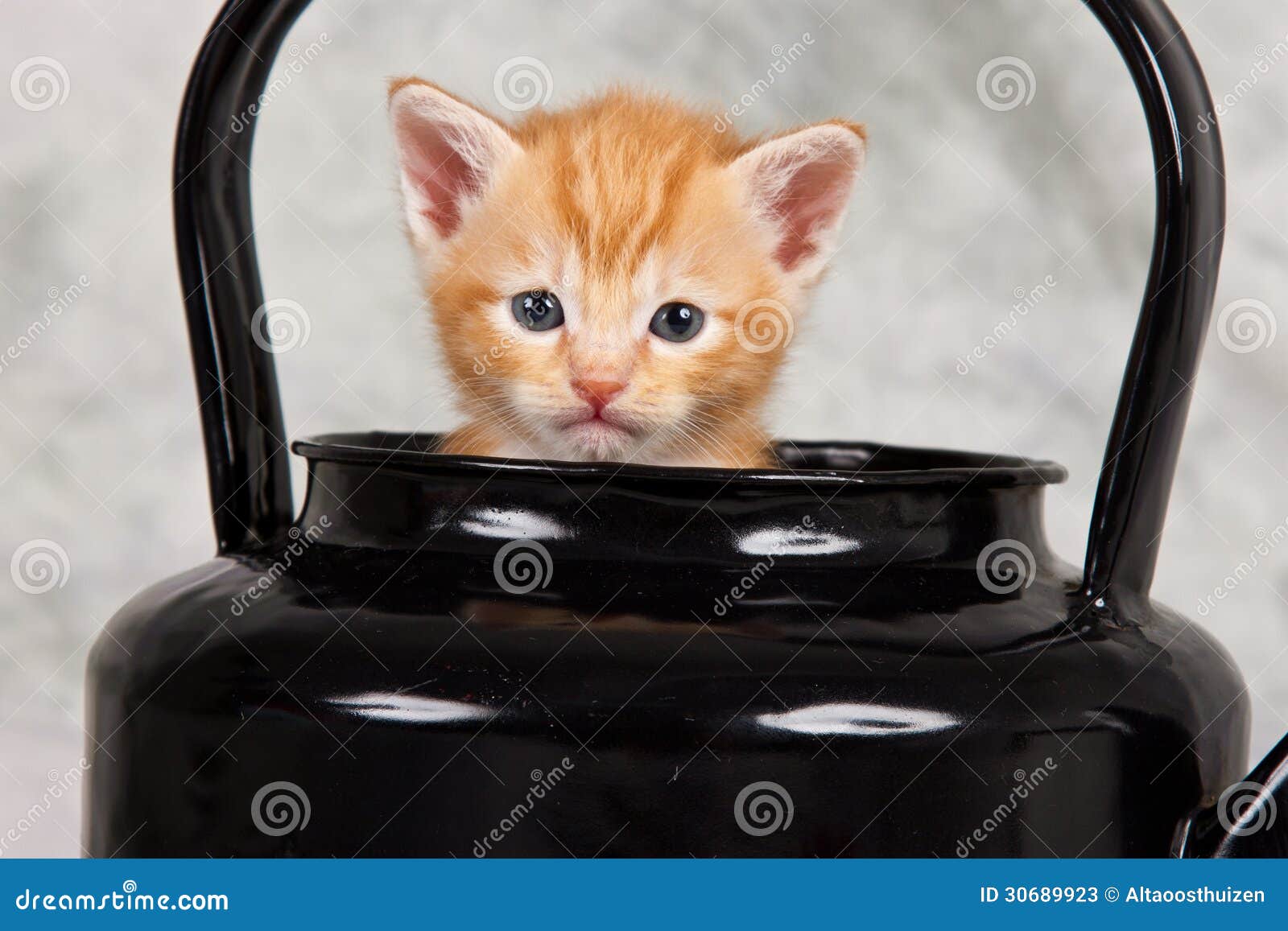 Kitten in black kettle stock image. Image of kitten, alertness - 30689923