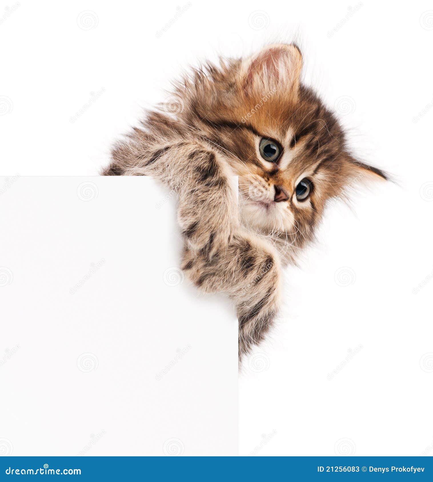 Kitten with blank stock image. Image of mammal, background - 21256083
