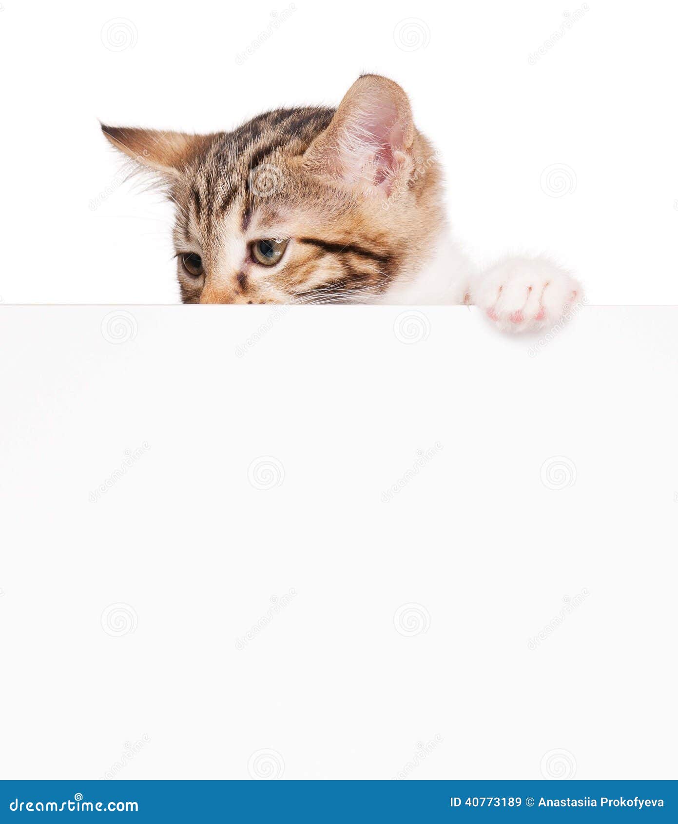 Kitten with a blank stock image. Image of mammal, furry - 40773189