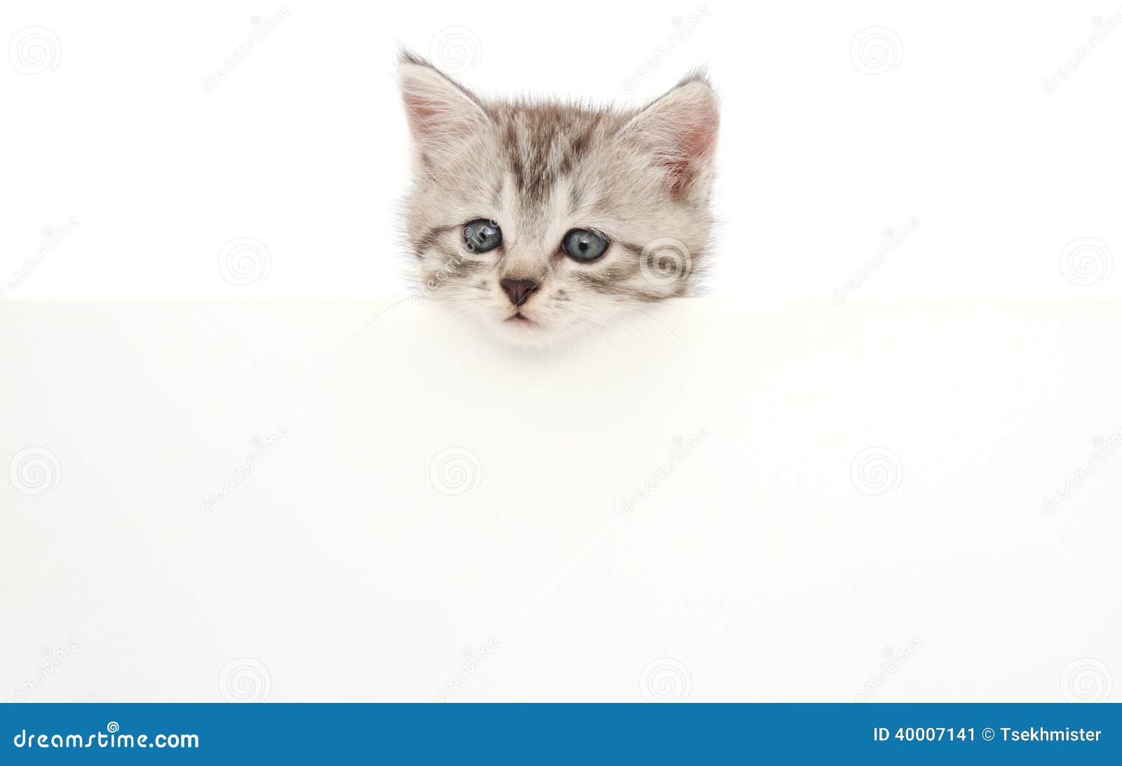 Kitten with blank stock image. Image of closeup, blank - 40007141