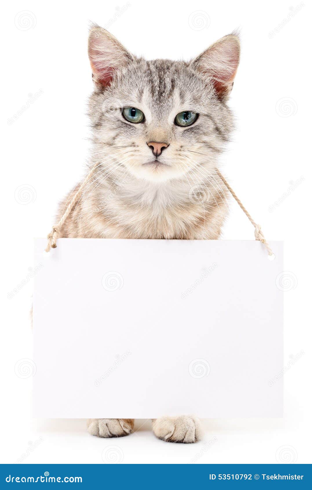 Kitten with blank stock photo. Image of empty, blank - 53510792