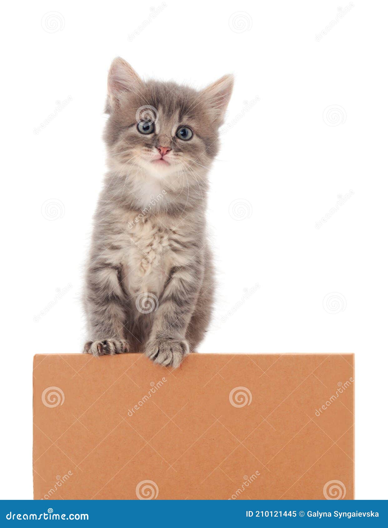 Kitten with blank stock image. Image of background, empty - 210121445