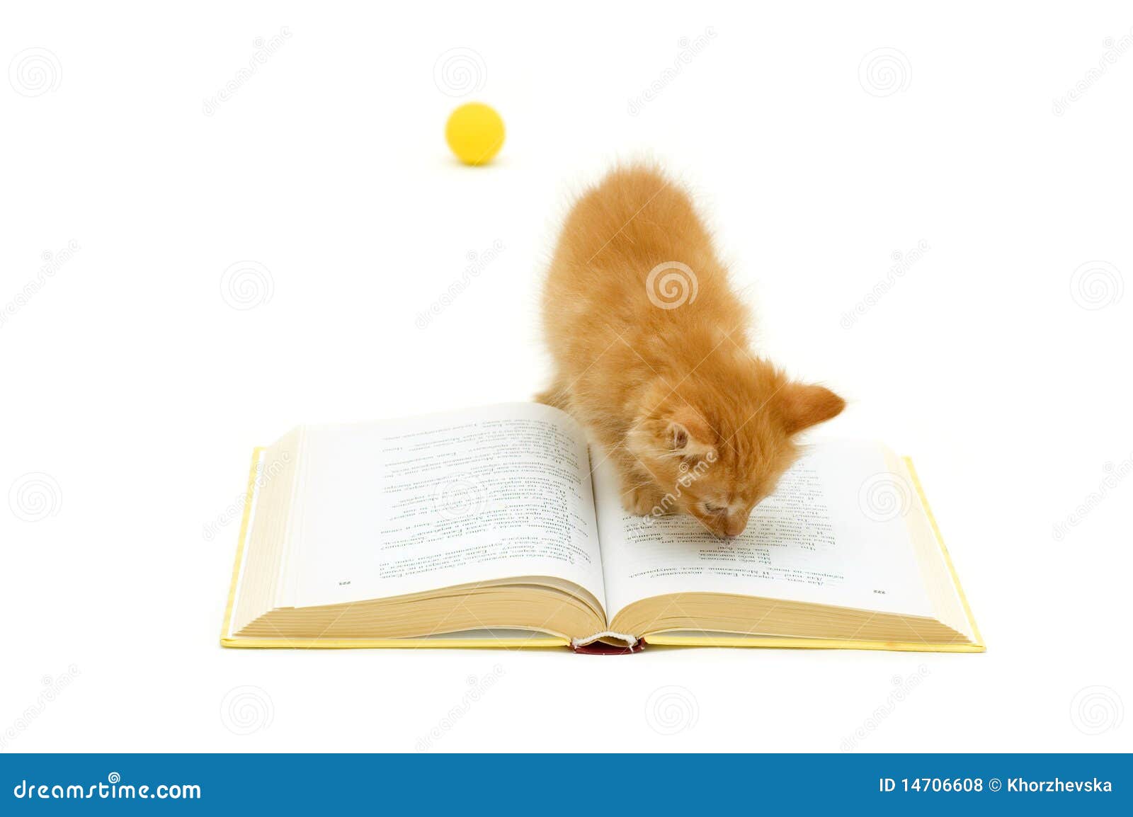 Kitten with book stock photo. Image of concept, mammal - 14706608