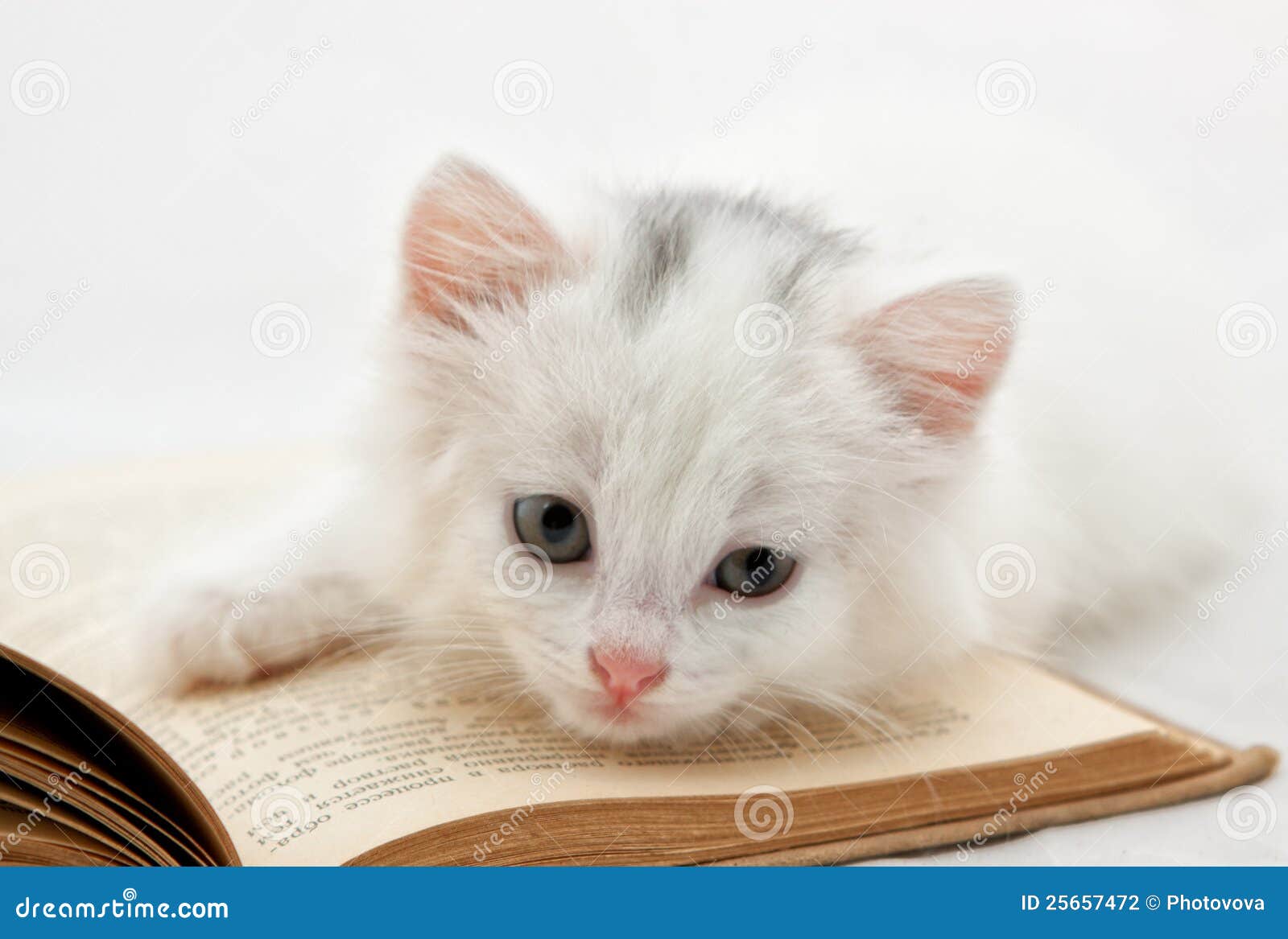 Kitten on book stock photo. Image of beauty, beautiful - 25657472
