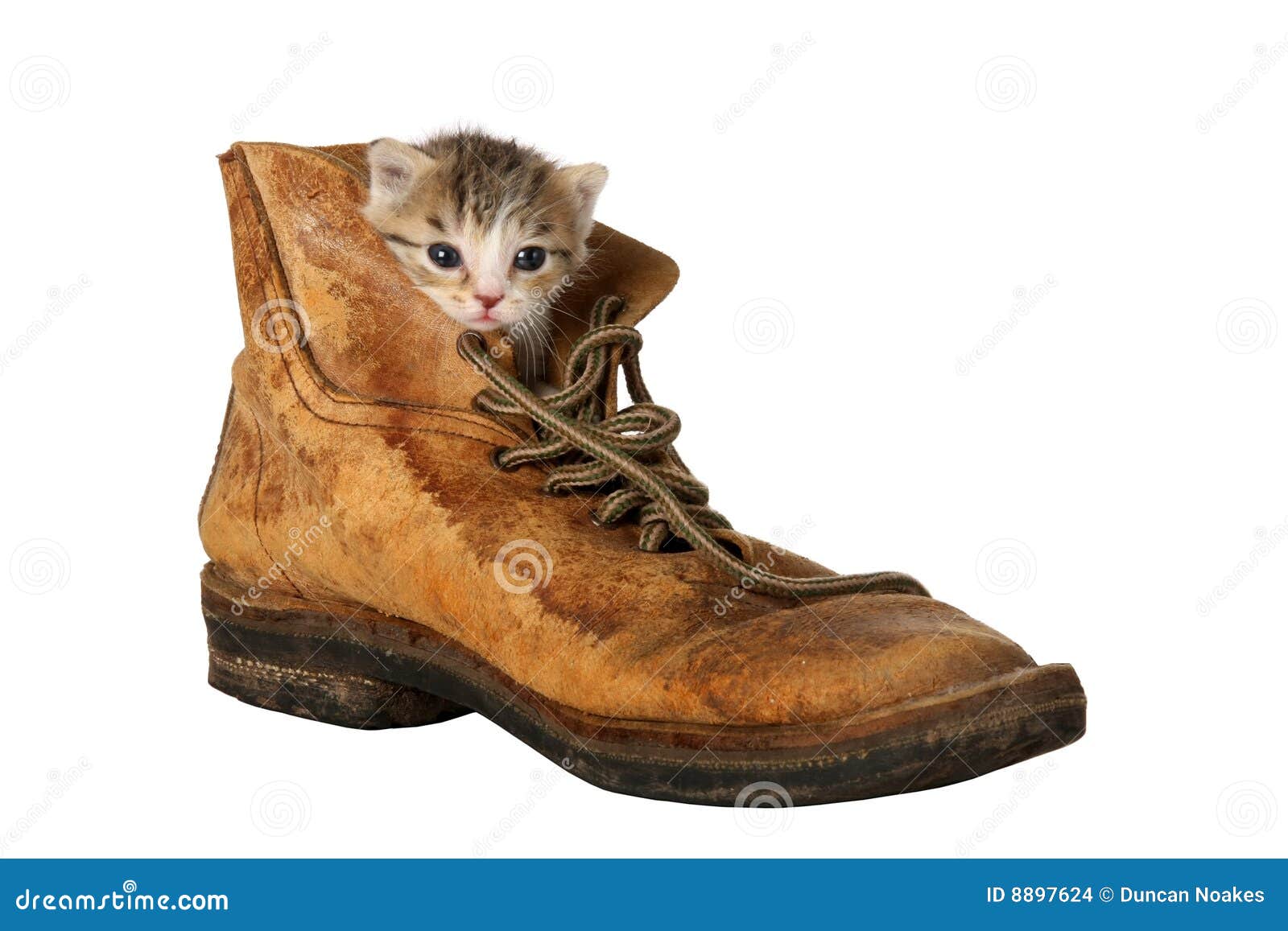 Kitten in Boot stock photo. Image of ears, looking, explore - 8897624