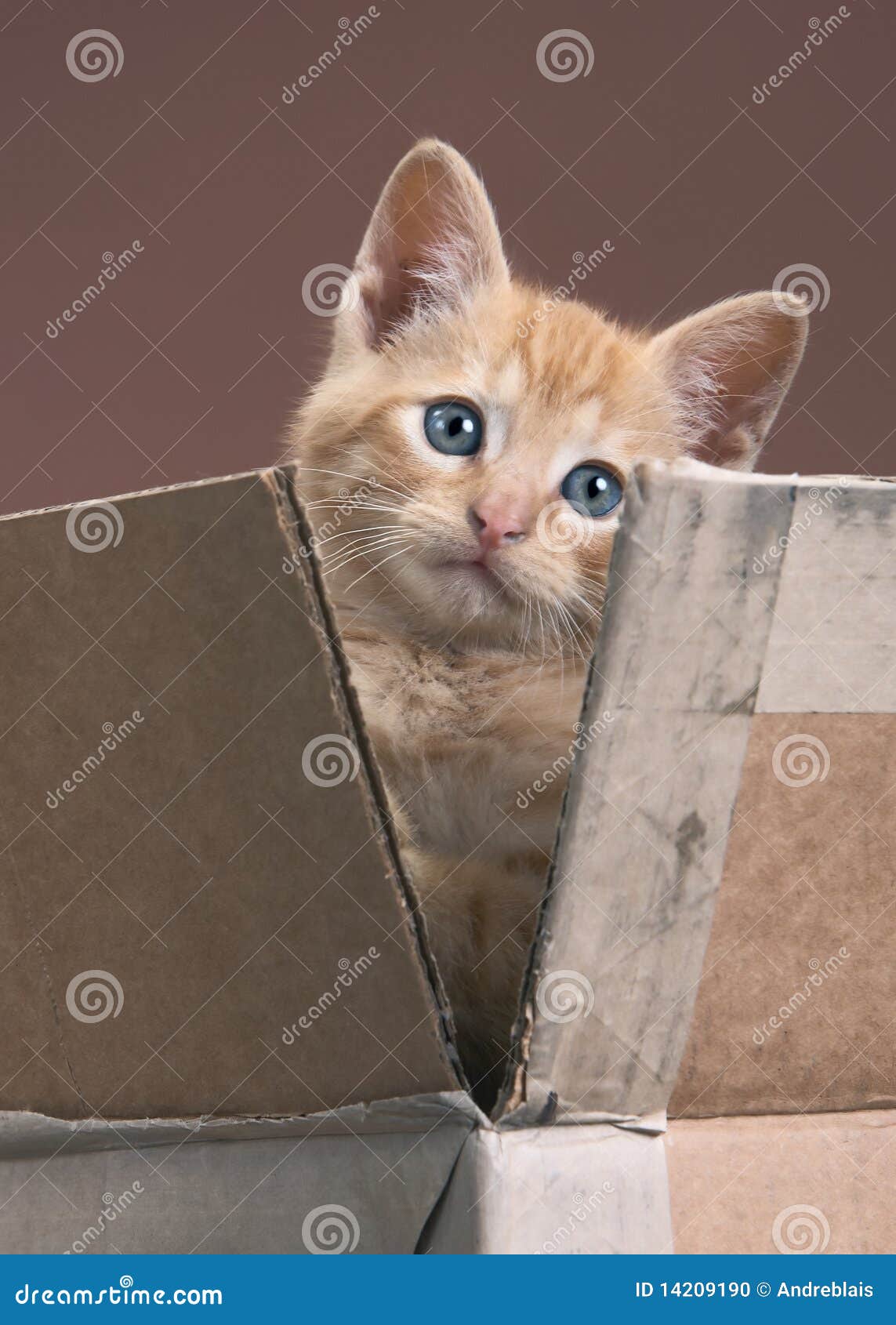 Kitten in box stock photo. Image of feline, moving, cuddly - 14209190