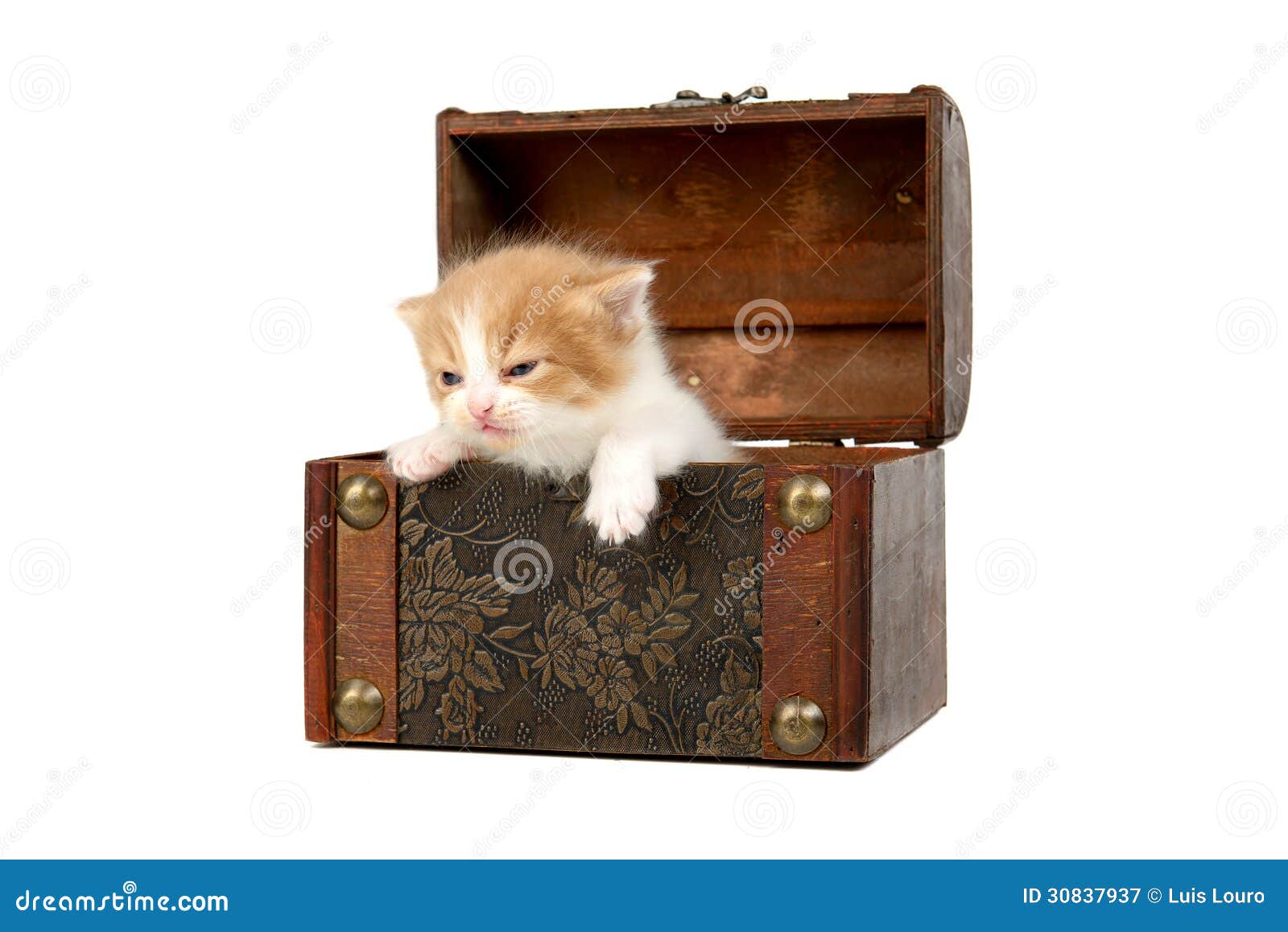 Kitten in a box stock image. Image of feline, lovely - 30837937