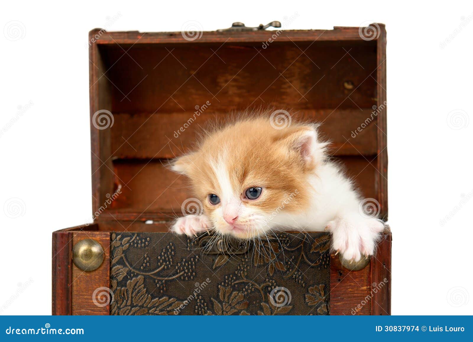 Kitten in a box stock photo. Image of animal, beautiful - 30837974