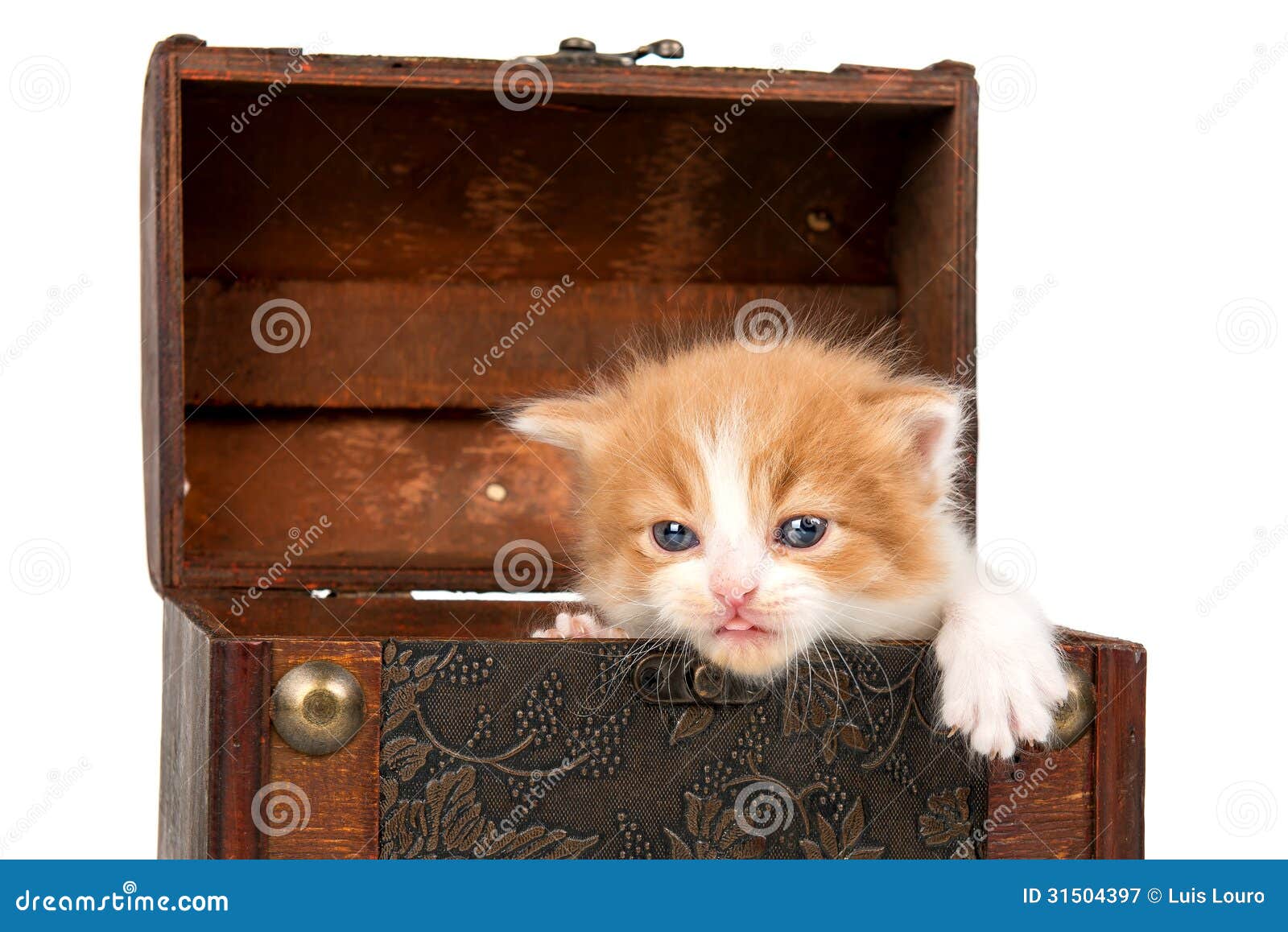 Kitten in a box stock image. Image of kitten, feline - 31504397