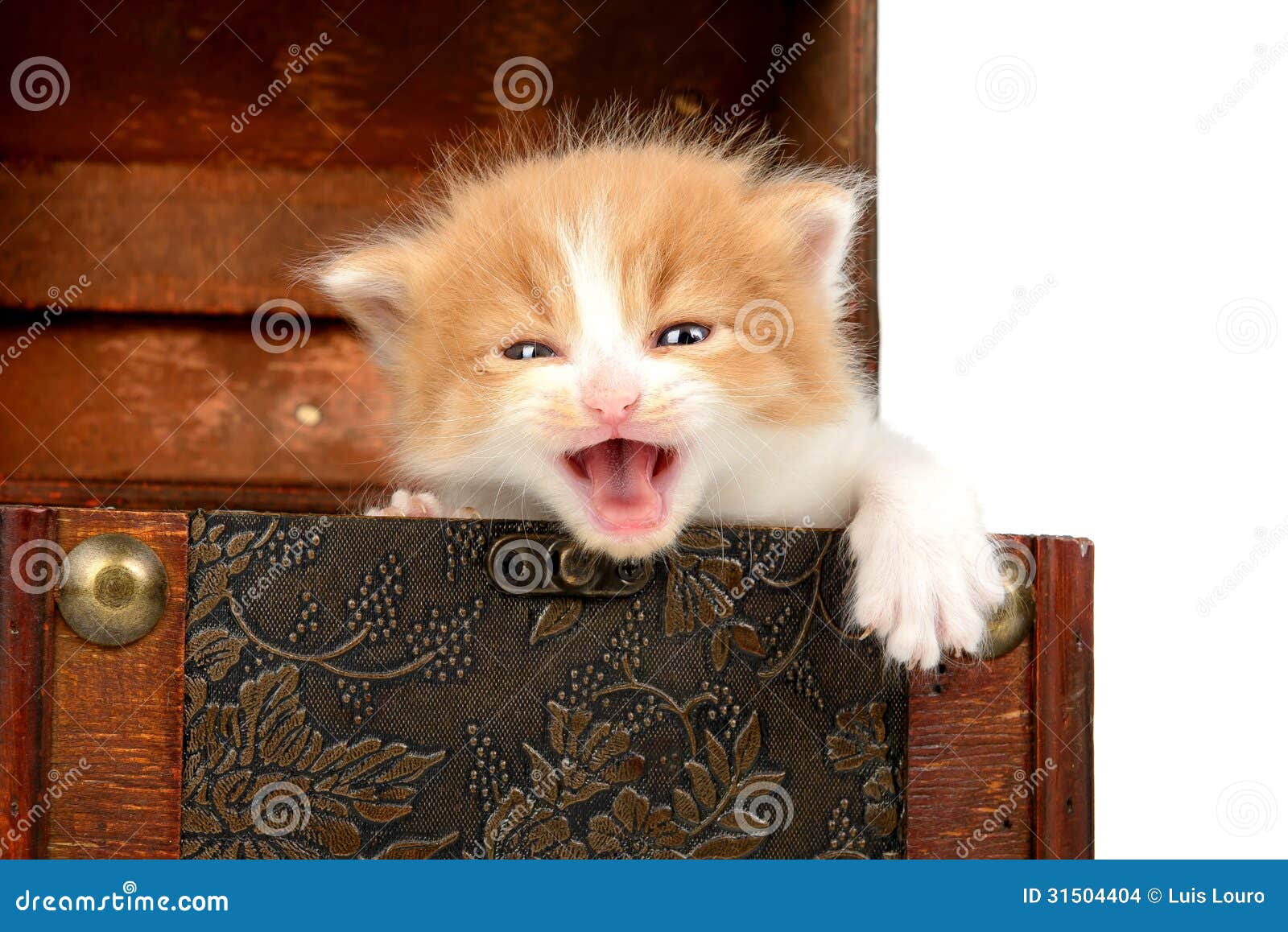 Kitten in a box stock photo. Image of funny, lovely, little - 31504404
