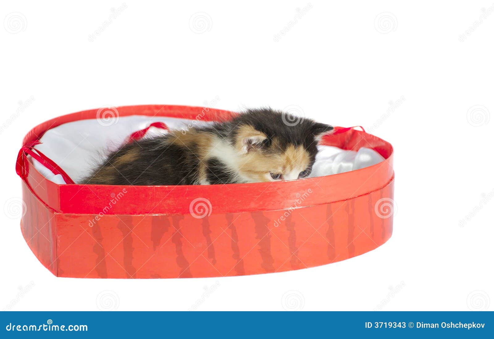 Kitten in box isolated stock image. Image of beautiful - 3719343