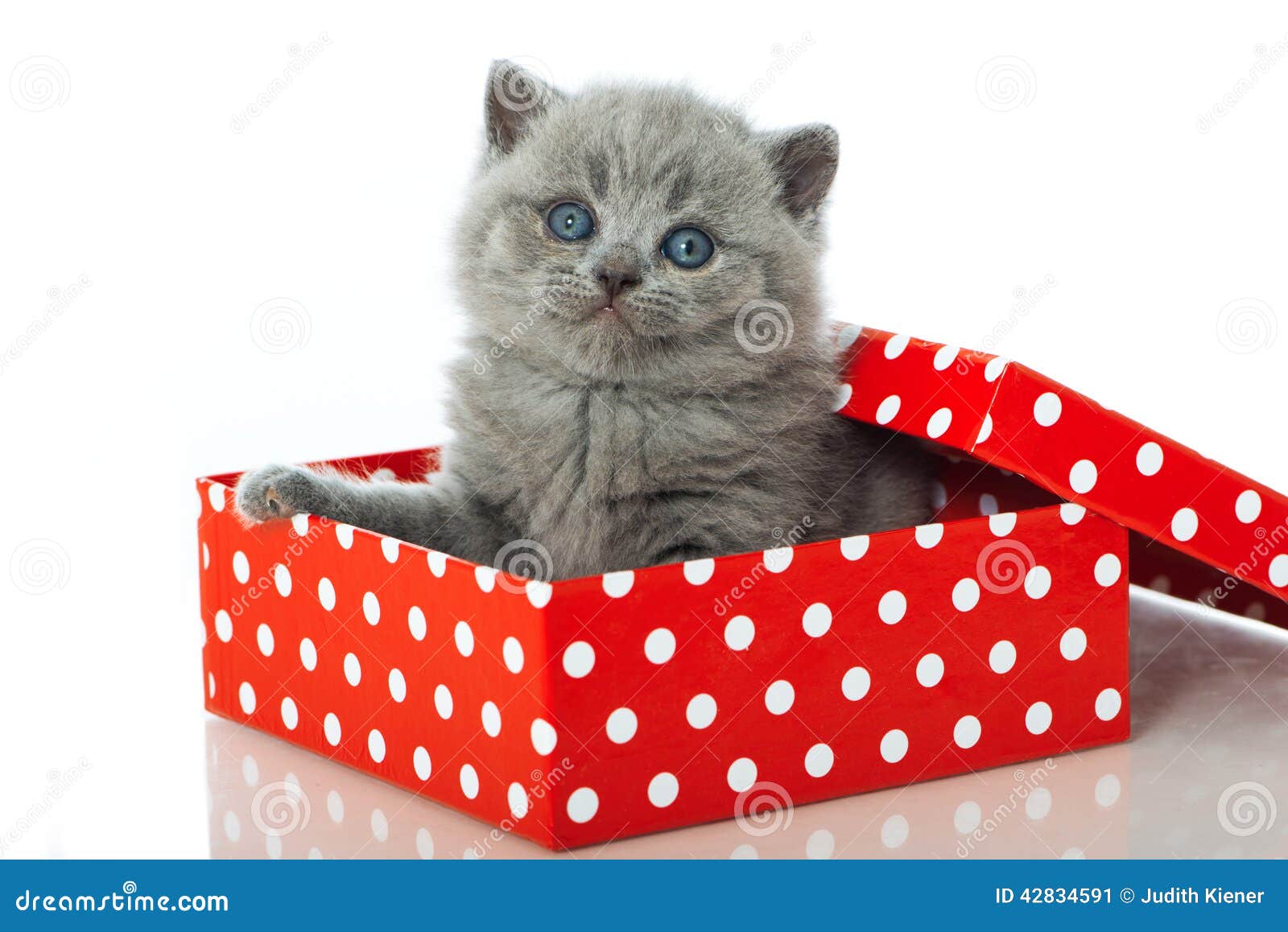Kitten in a box stock image. Image of british, shorthair - 42834591