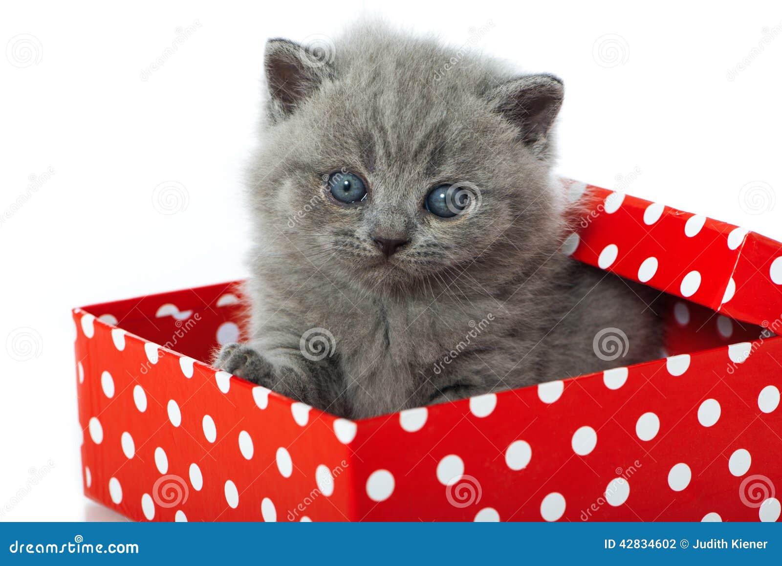 Kitten in a box stock photo. Image of blue, shorthair - 42834602