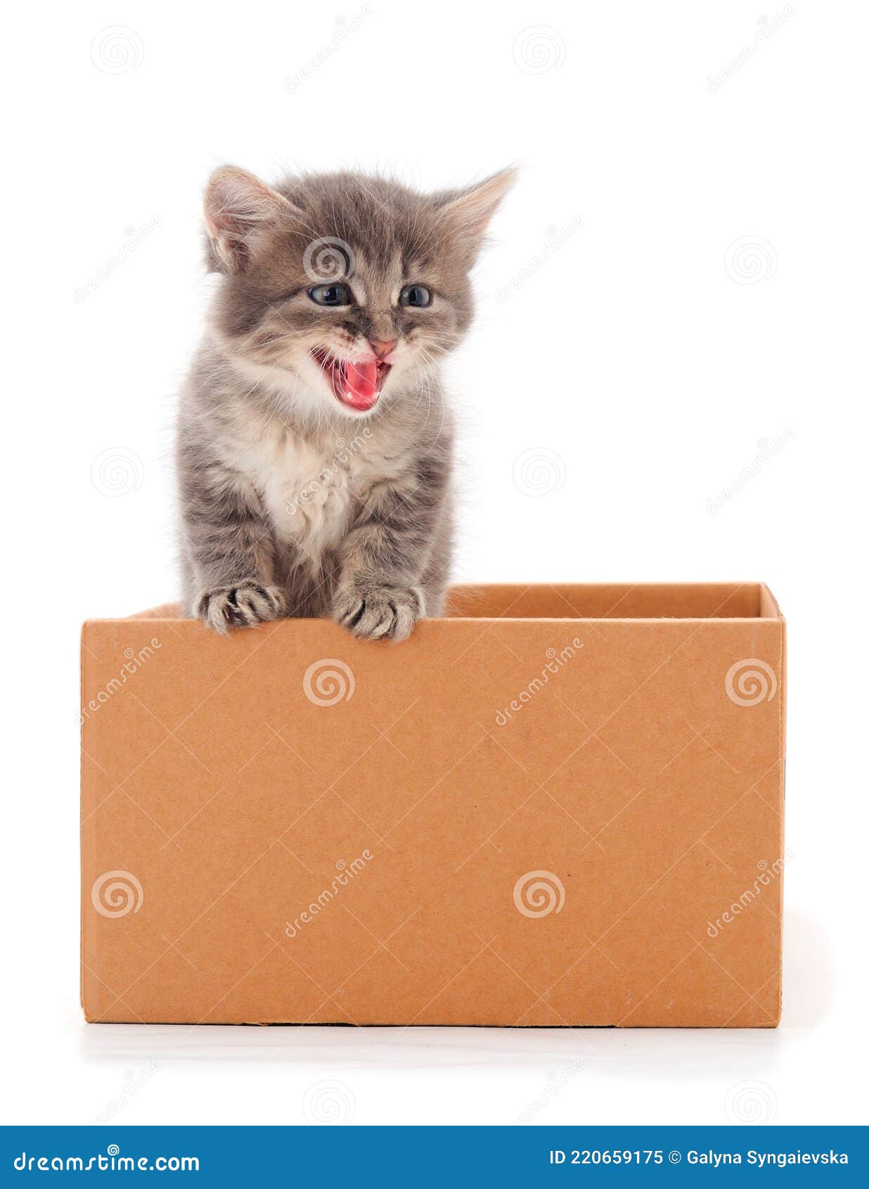 Kitten in box stock image. Image of kitten, gift, little - 220659175