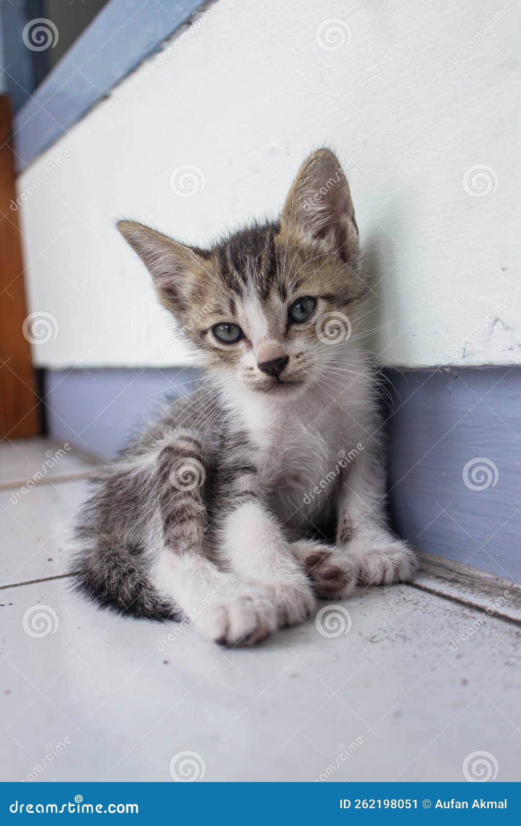 Kitten Boy Lean Against the Wall Stock Image - Image of lucu, cute ...