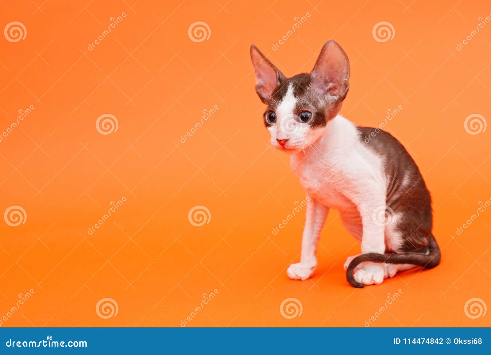 Kitten breed Cornish Rex stock photo. Image of whisker - 114474842