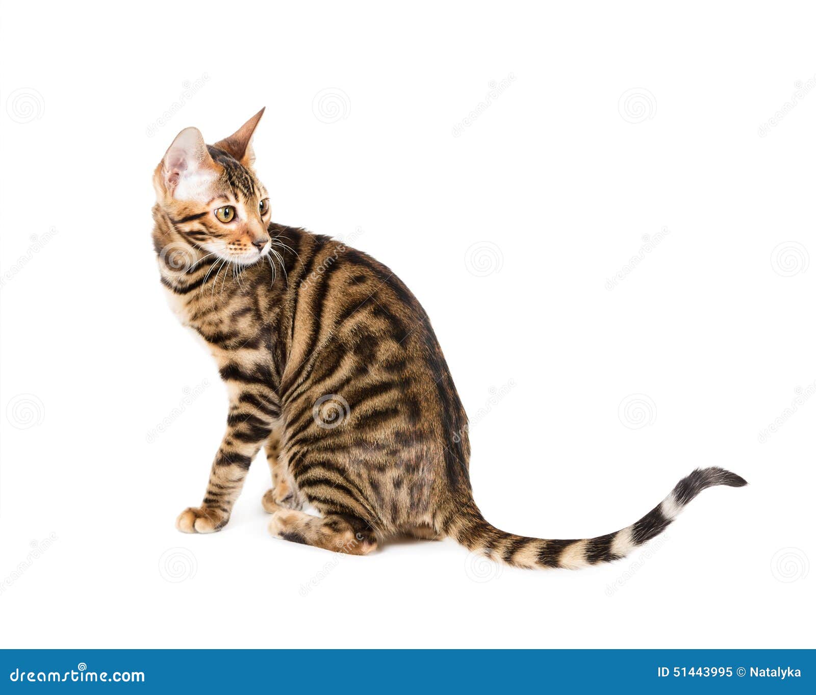 Kitten breed toyger stock image. Image of baby, teen - 51443995