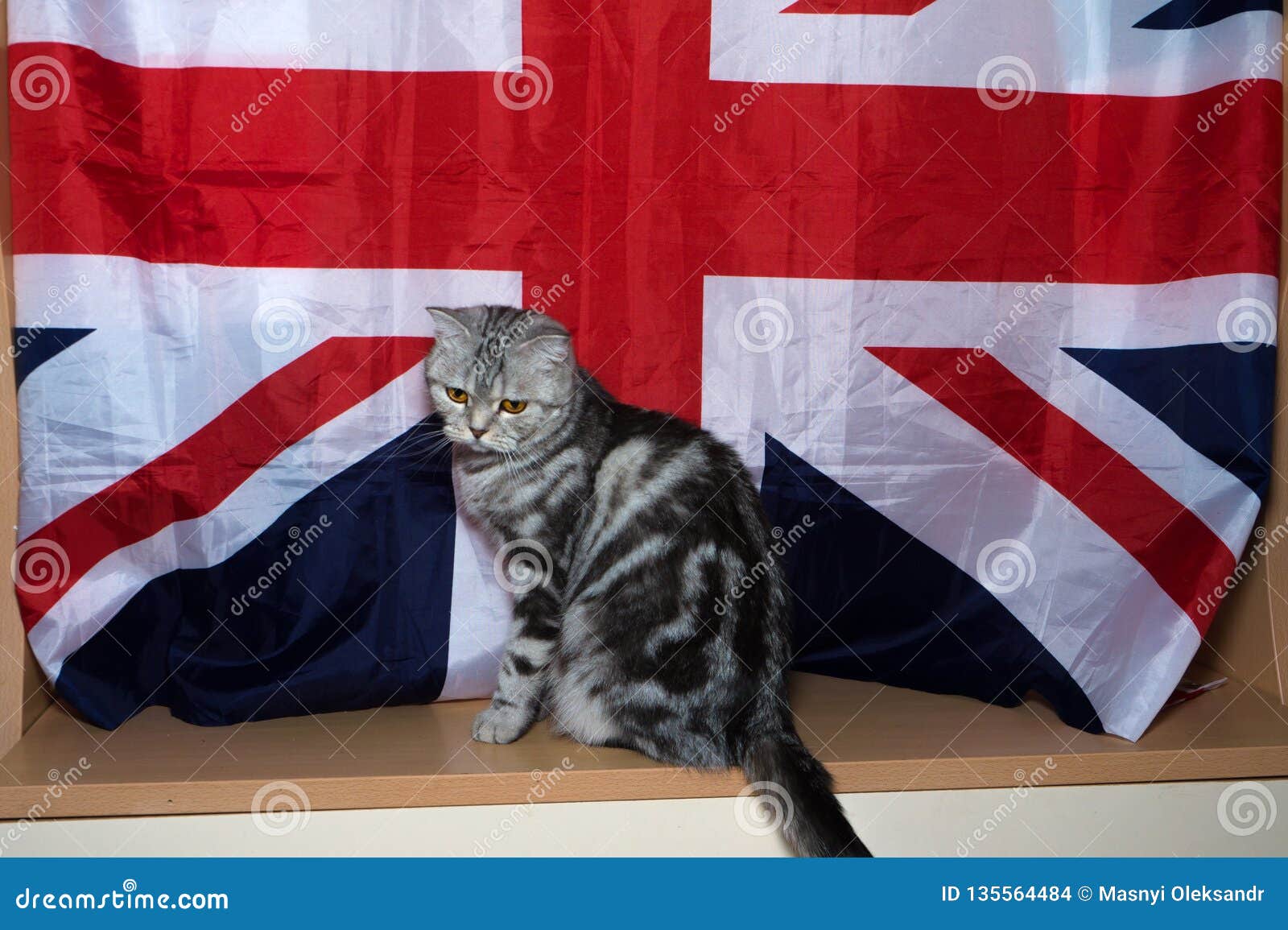 Kitten of British breed stock photo. Image of adorable - 135564484