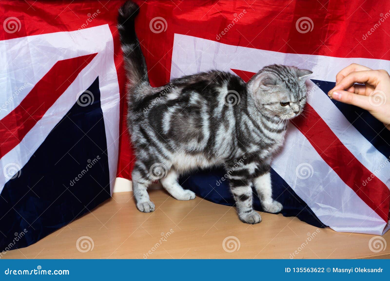Kitten of British breed stock photo. Image of meowing - 135563622
