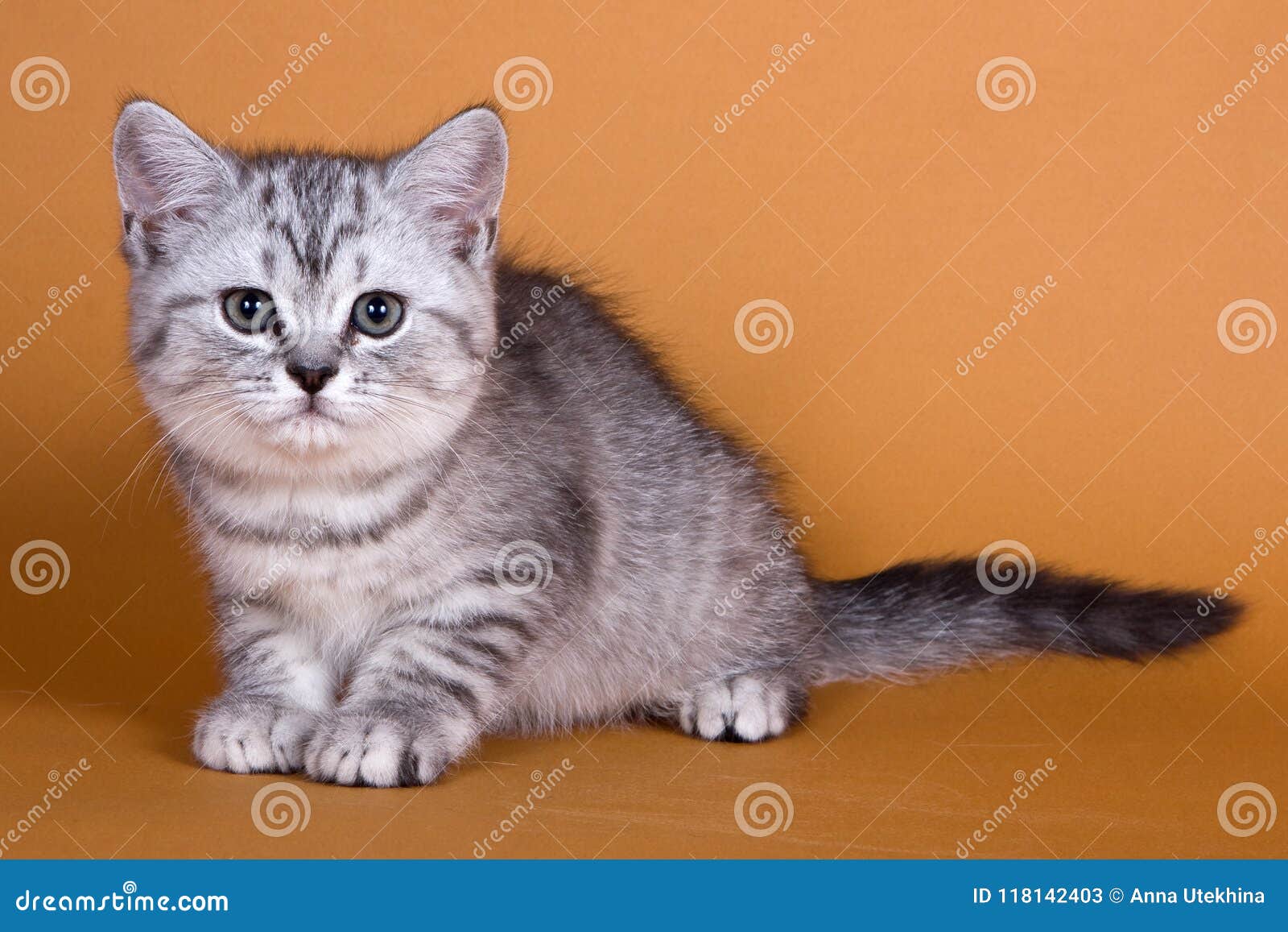 Kitten British-kat stock afbeelding. Image of katje - 118142403