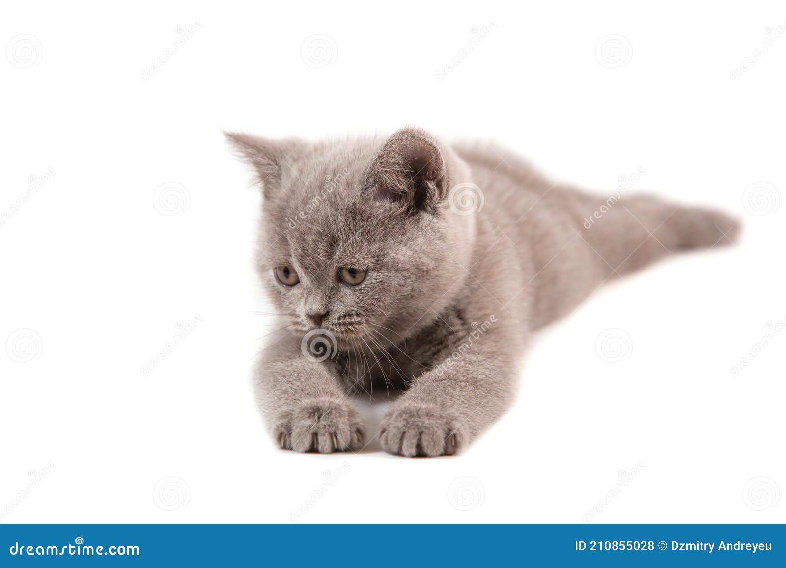 Kitten British on White Background Stock Photo - Image of head, cute ...