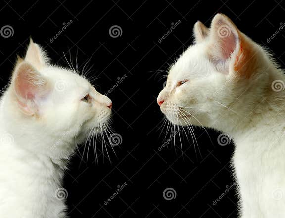 Kitten brothers stock photo. Image of feline, cats, mammals - 5364120