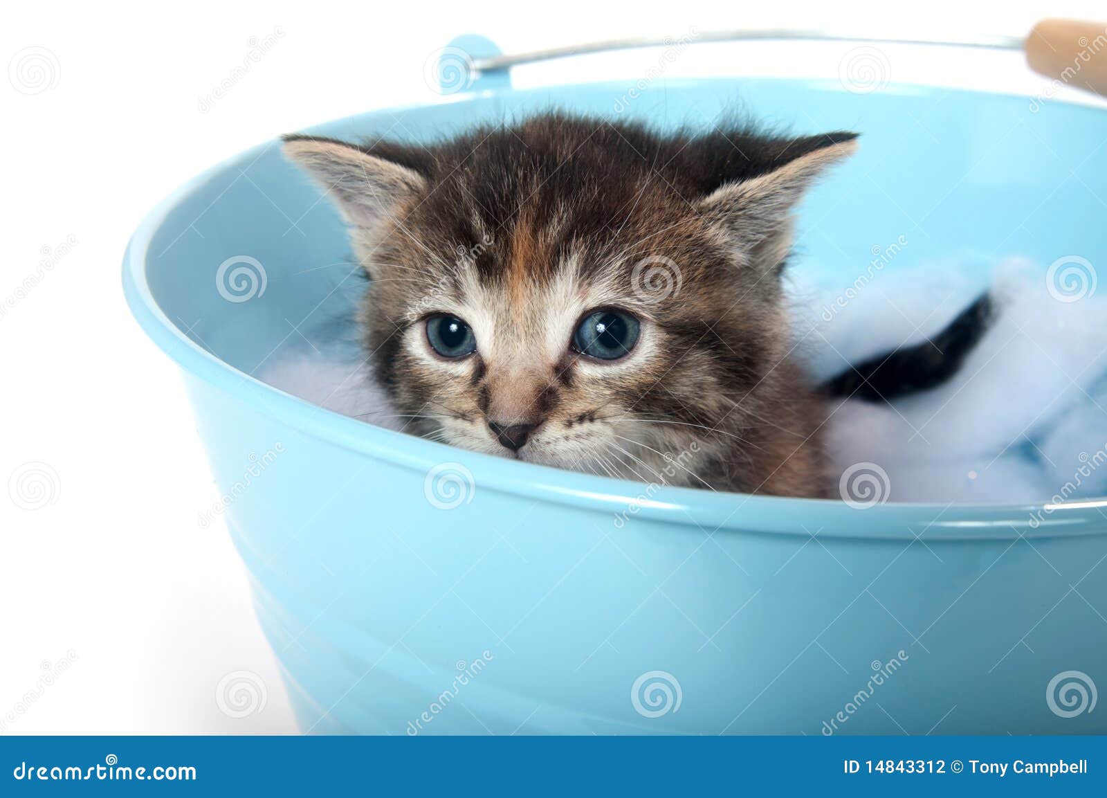 Kitten in a bucket stock photo. Image of bucket, adorable - 14843312