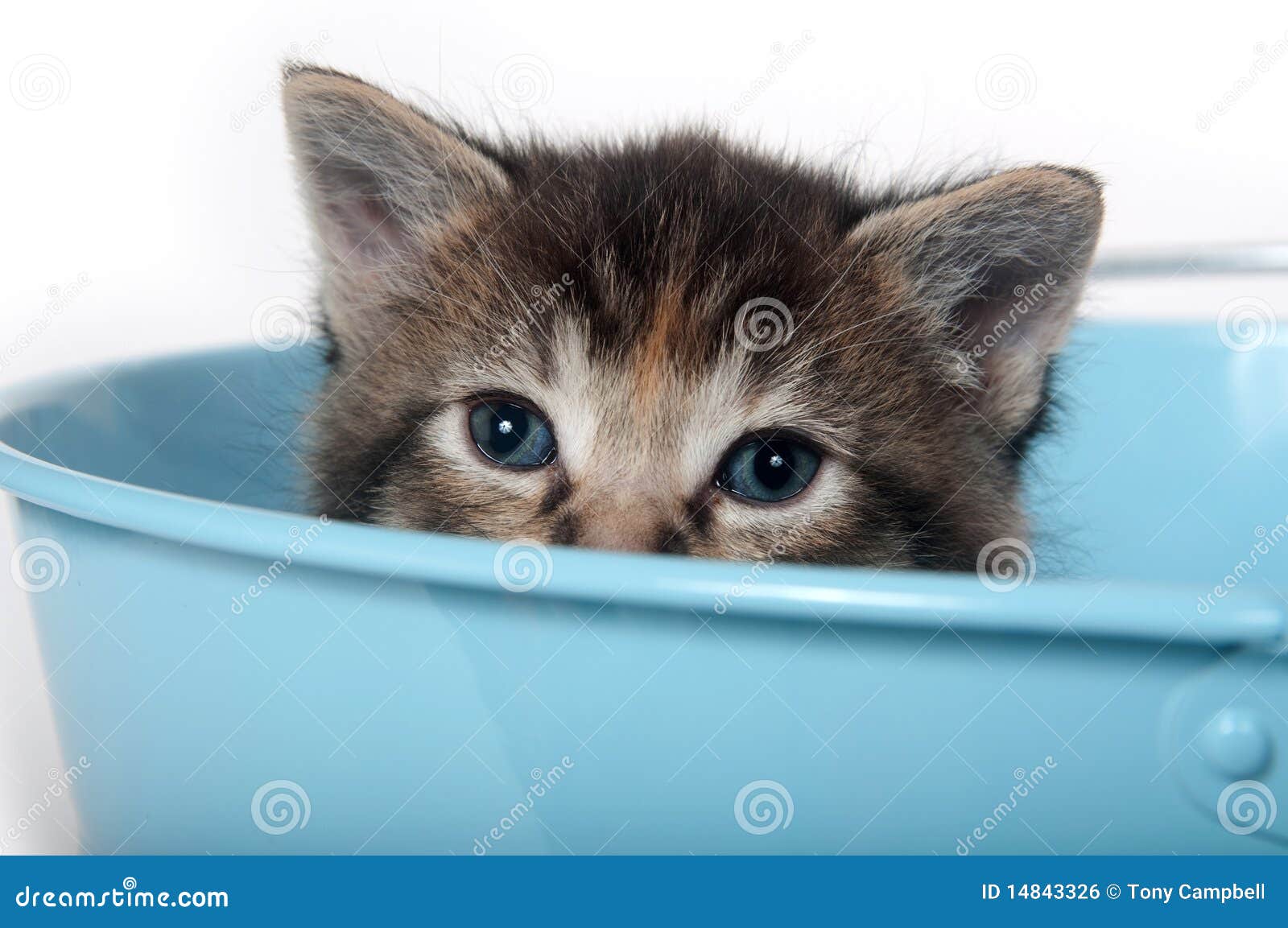 Kitten in a bucket stock photo. Image of kitty, baby - 14843326